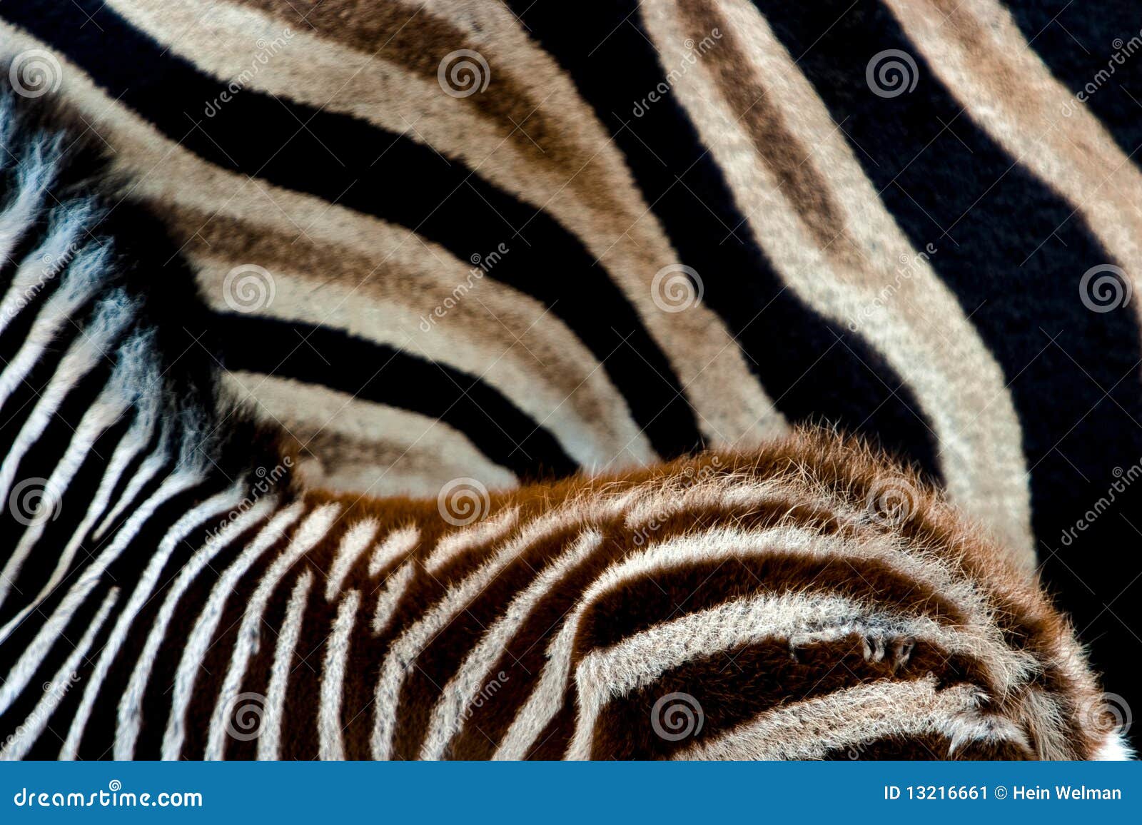 Zebra-Muster stockbild. Bild von eingebürgert, zebra - 13216661