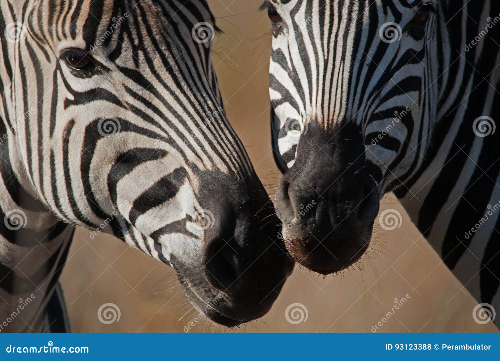 ZEBRA MUZZLES CLOSE TOGETHER Stock Photo - Image of game, intimate ...
