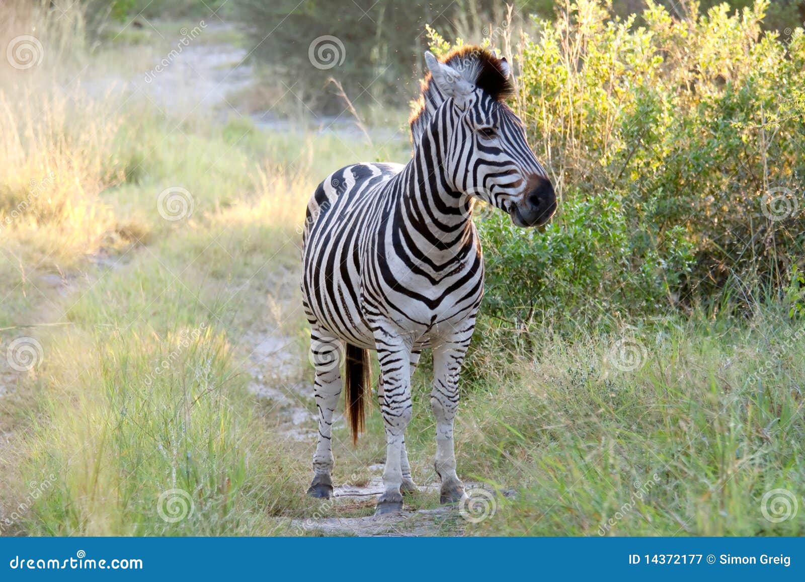 Zebra na estrada imagem de stock. Imagem de zebra, animal - 14372177