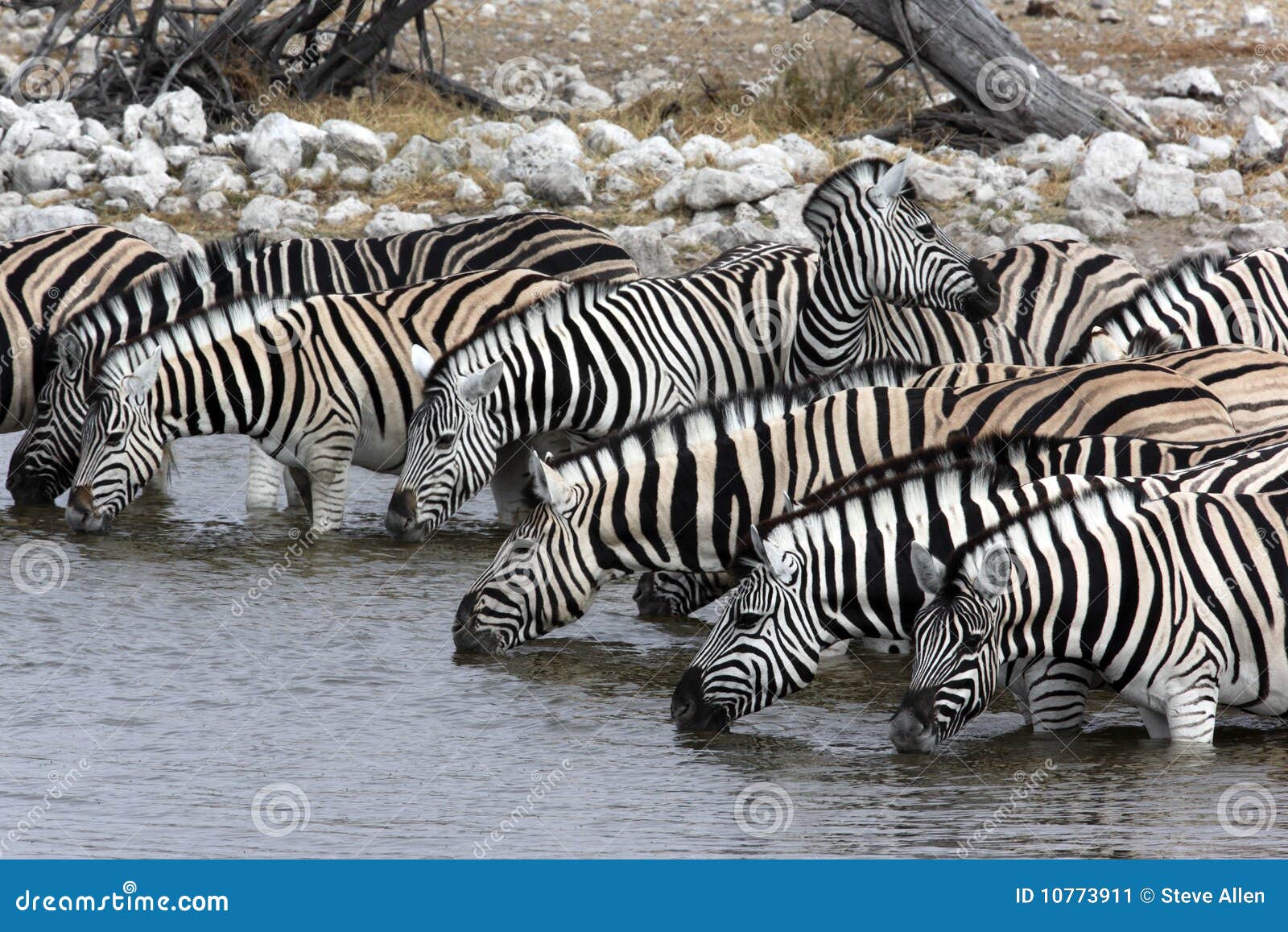 Zebra - Namibia stock image. Image of travel, zebra, tourism - 10773911