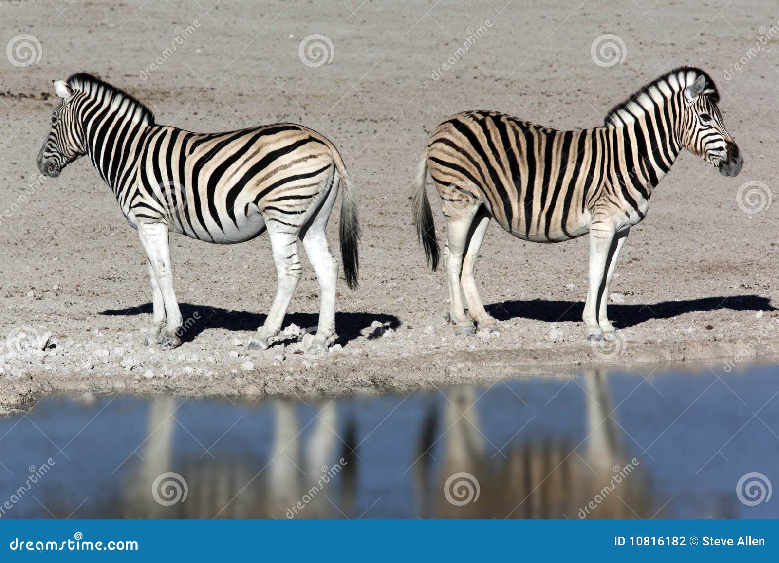 Zebra - Namibia stock photo. Image of wild, standing - 10816182