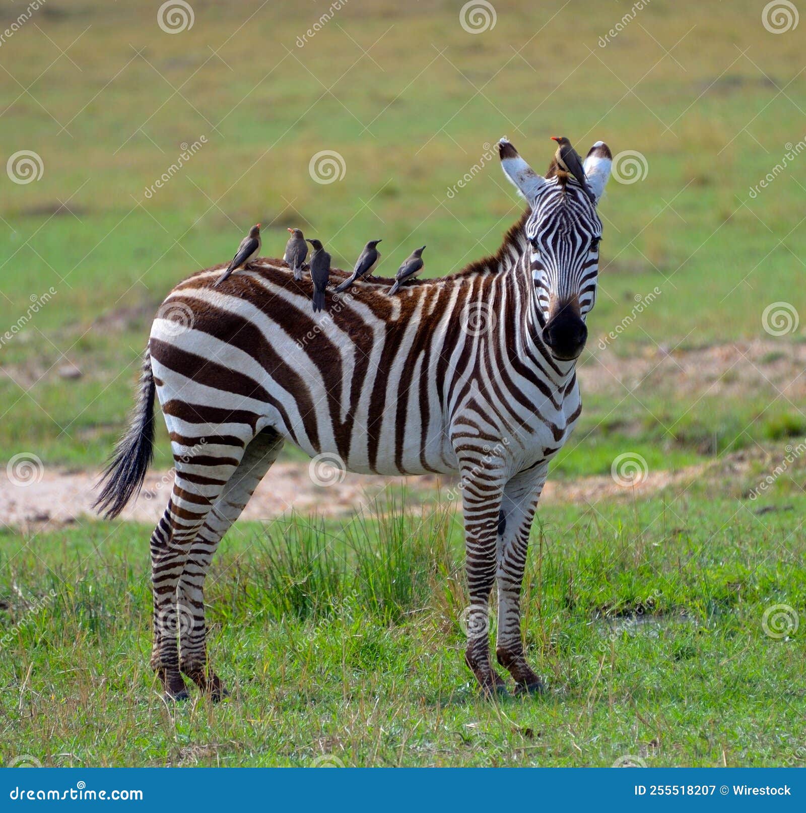 Zebra in the national park stock image. Image of stripes - 255518207