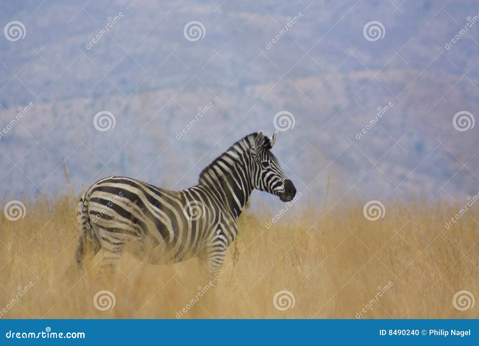 Zebra in natural habitat stock photo. Image of vlaktekwagga - 8490240