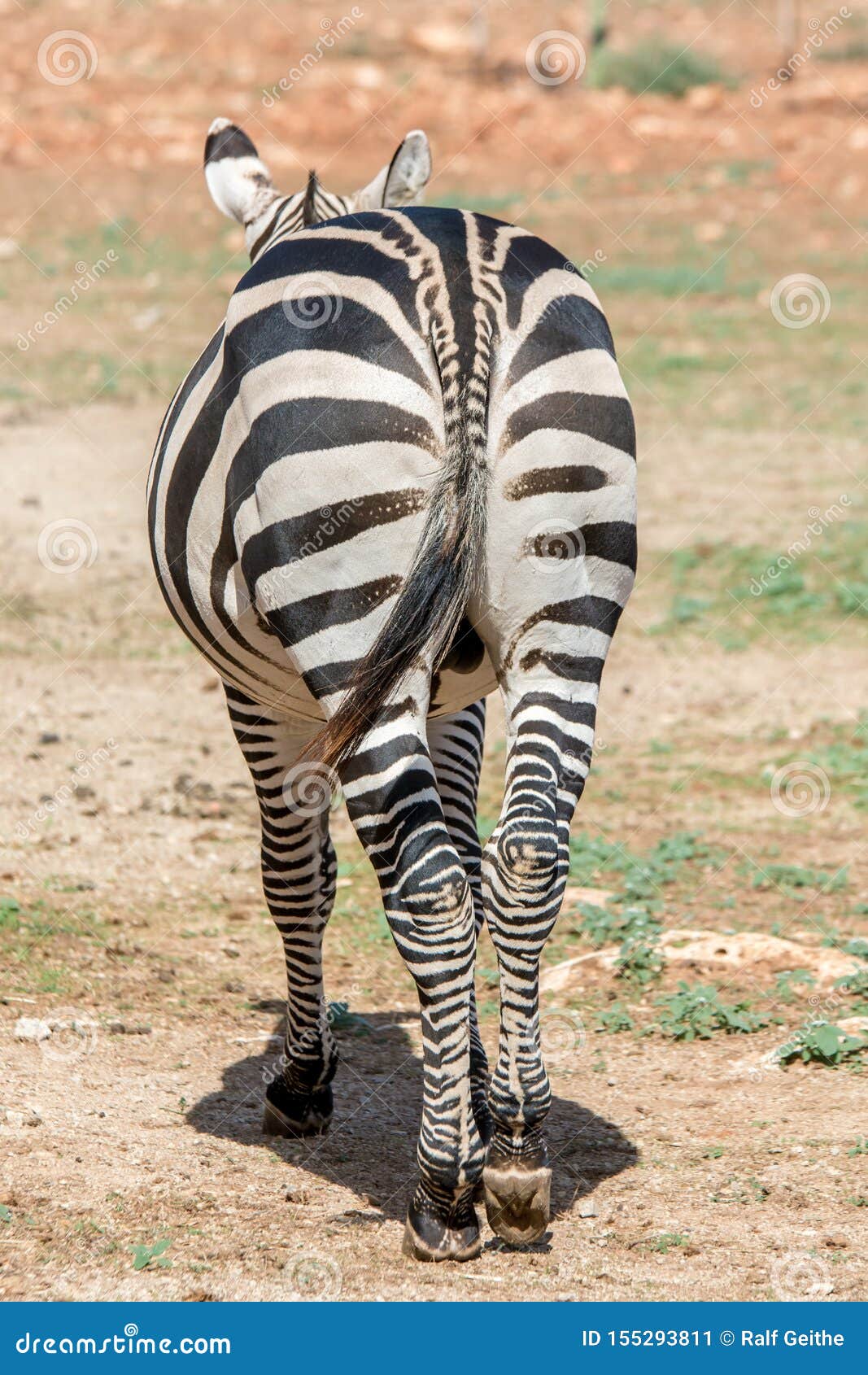 The rump of a zebra stock image. Image of threatened - 155293811