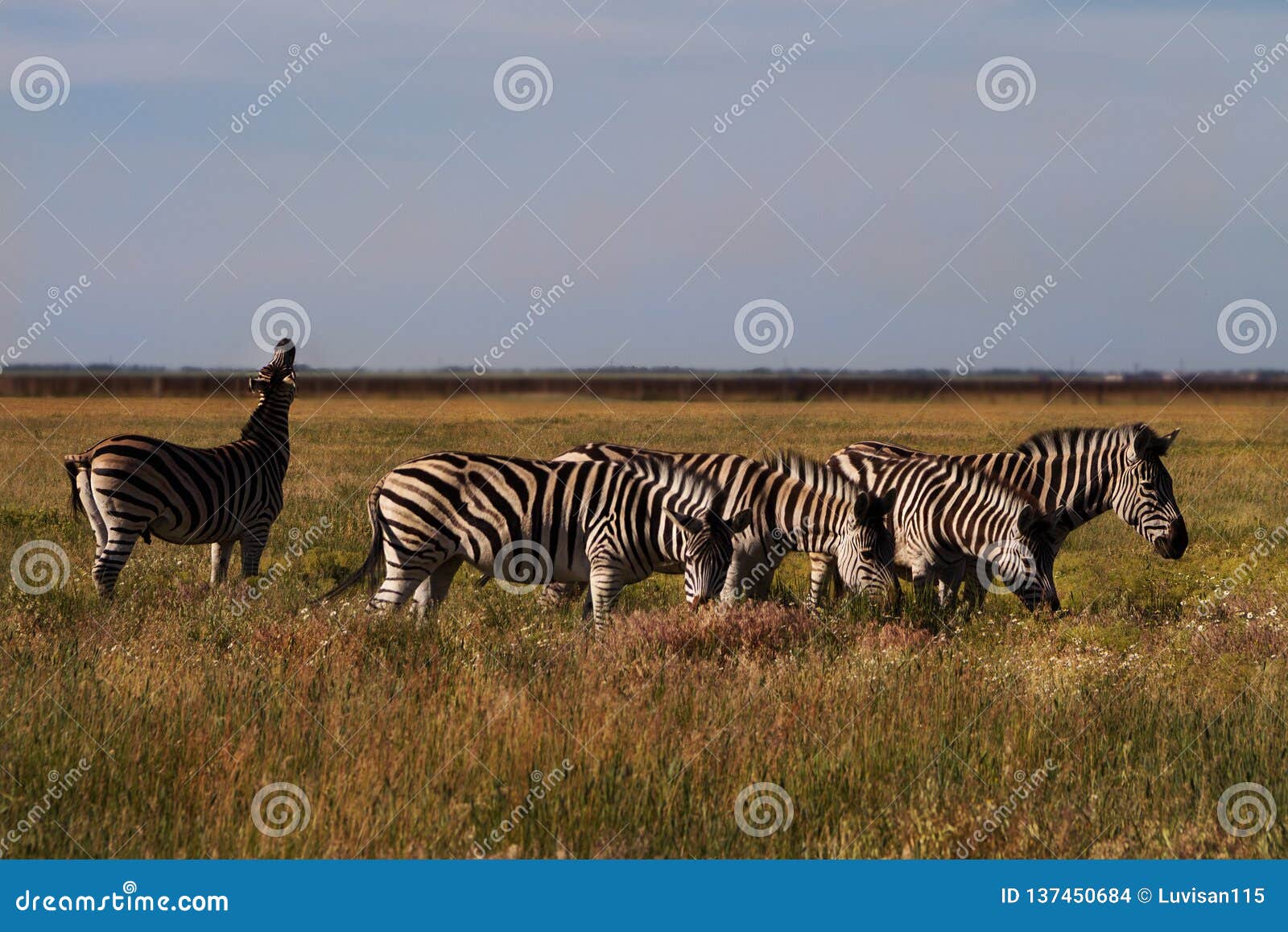 Zebra in Nature Habitat. Wildlife Scene from Nature Stock Photo - Image ...