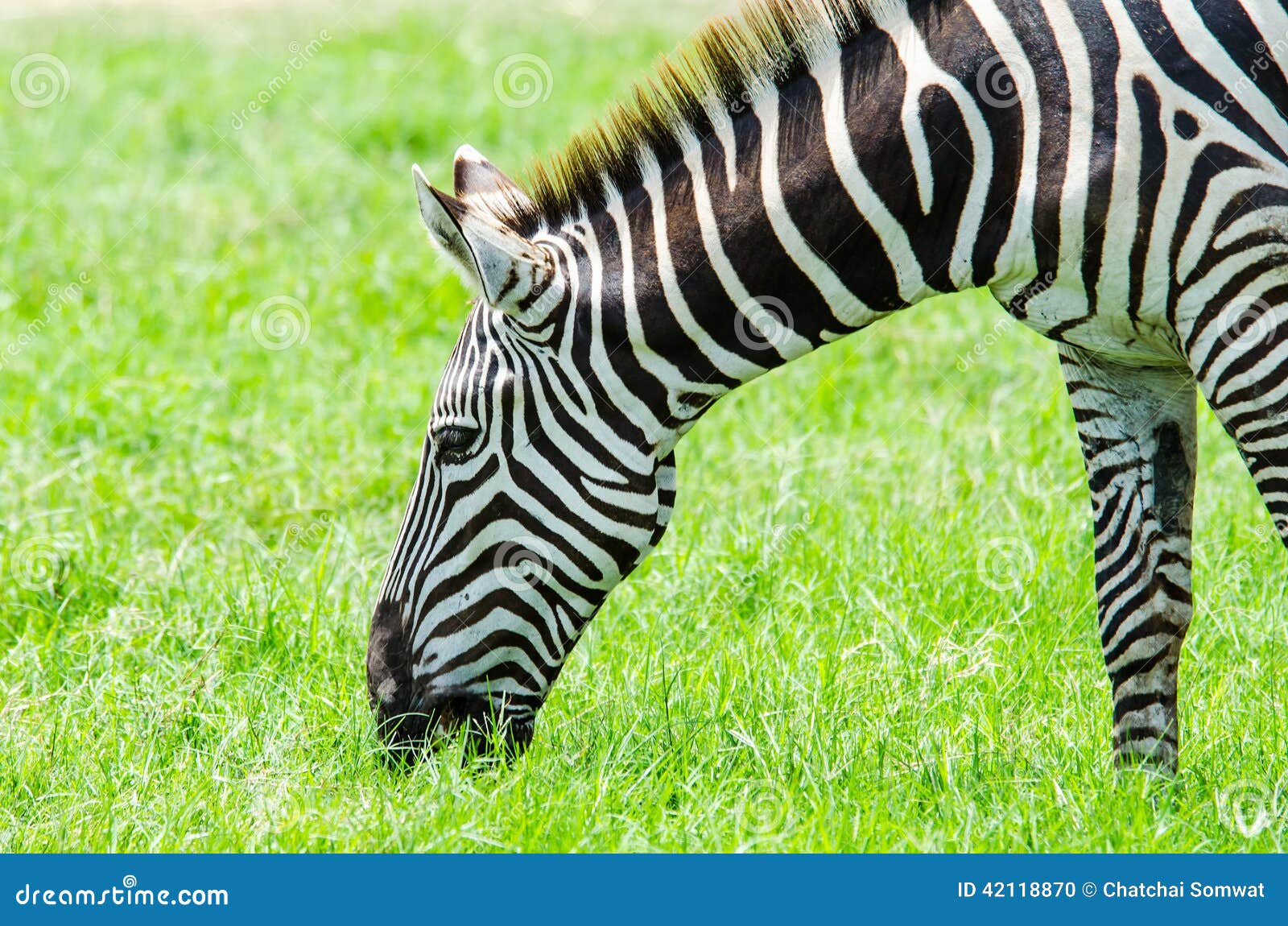 Zebra in nature stock photo. Image of africa, african - 42118870