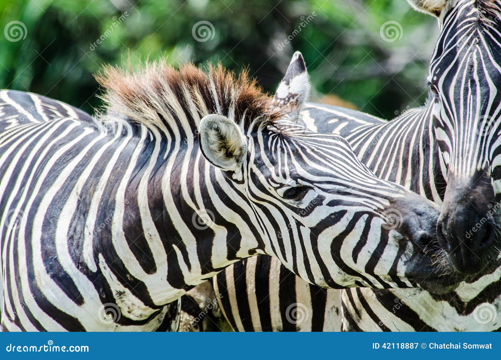 Zebra in nature stock image. Image of wildlife, kenya - 42118887