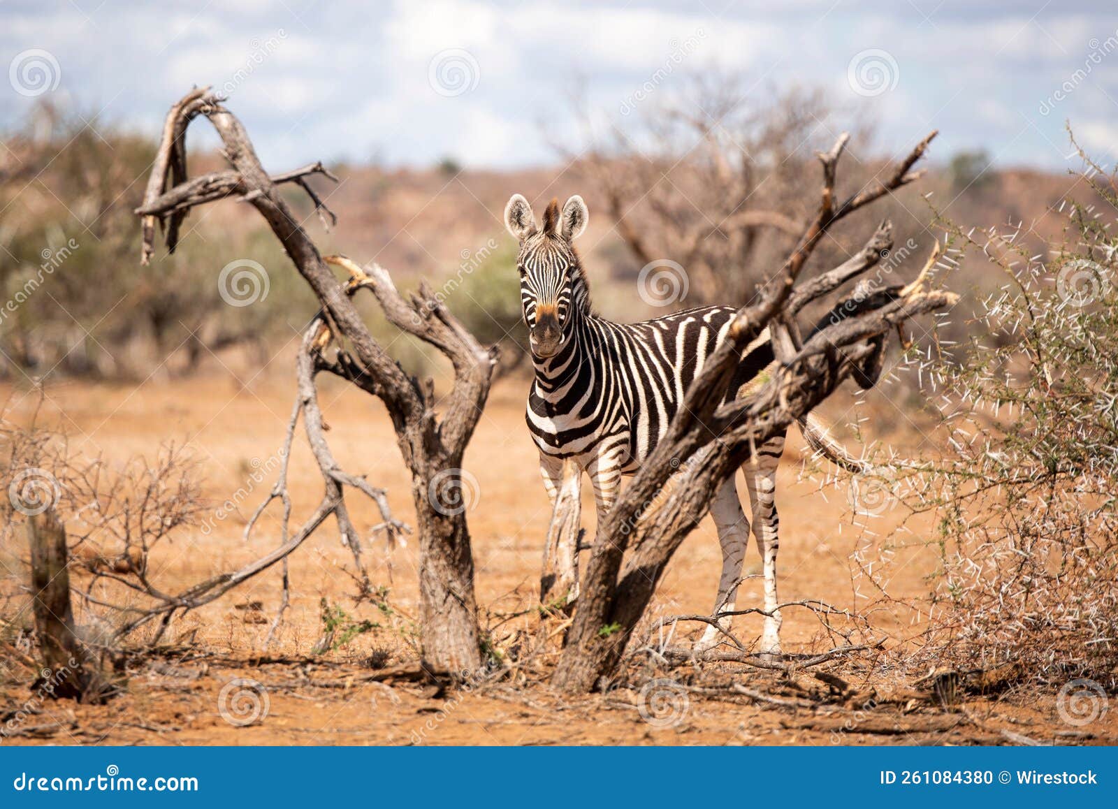 Zebra Near a Dry Tree in a Safari Stock Photo - Image of animals ...