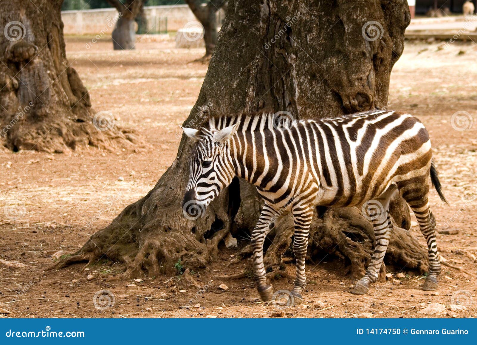 Zebra near a tree stock photo. Image of savage, animal - 14174750