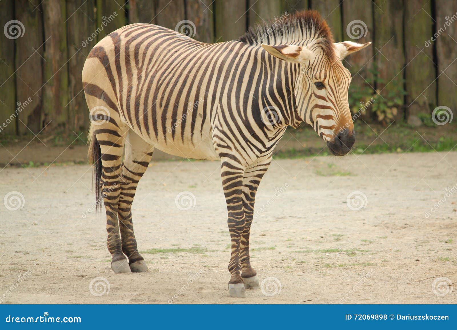Zebra Nello Zoo in Dvur Kralove Fotografia Stock - Immagine di vaghi ...