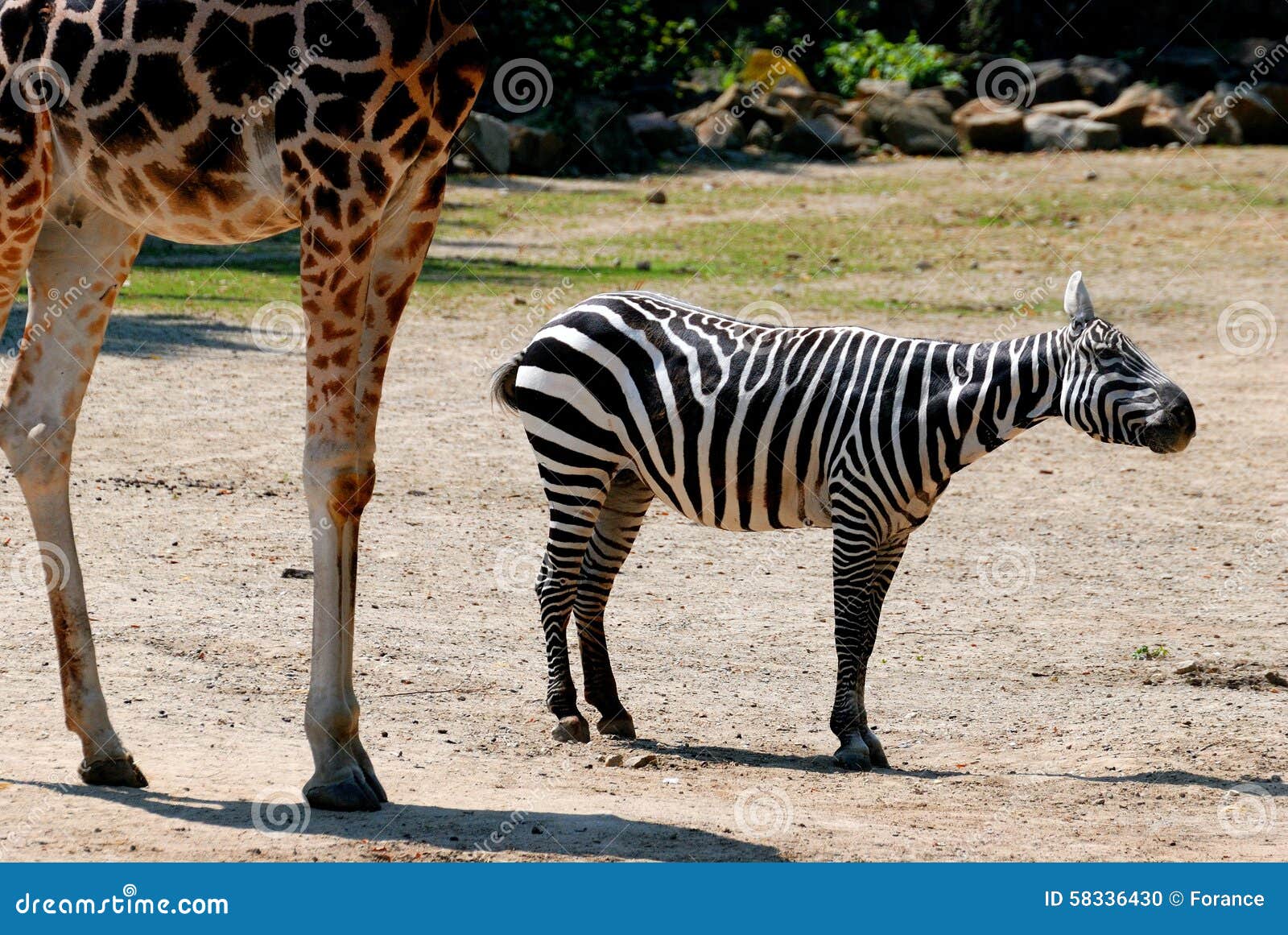 Zebra Next To Giraffe Stock Photos - Free & Royalty-Free Stock Photos ...