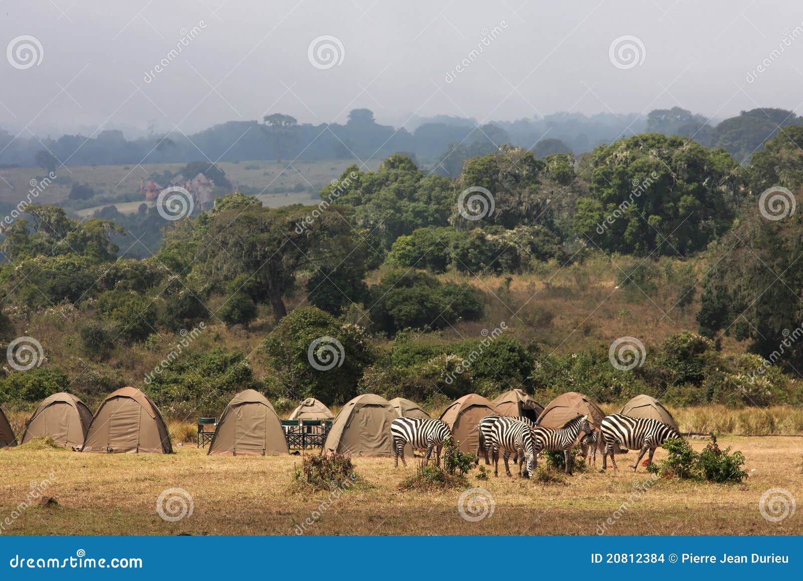 Zebra in Ngorongoro Camping Stock Photo - Image of zebra, mammal: 20812384