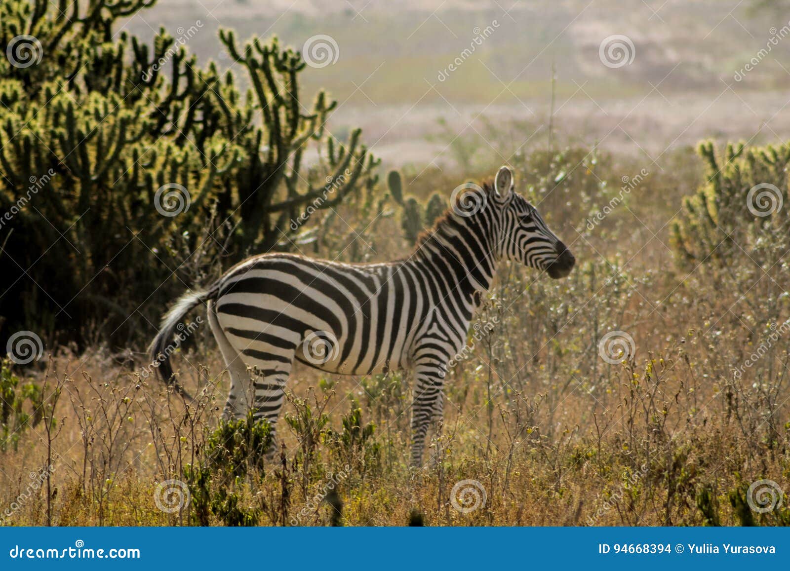 Zebra no savana foto de stock. Imagem de rebanho, naturalizado - 94668394