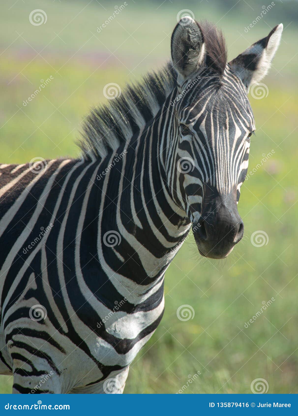 Zebra No Sul - Savana Africano Foto de Stock - Imagem de savana, nave ...