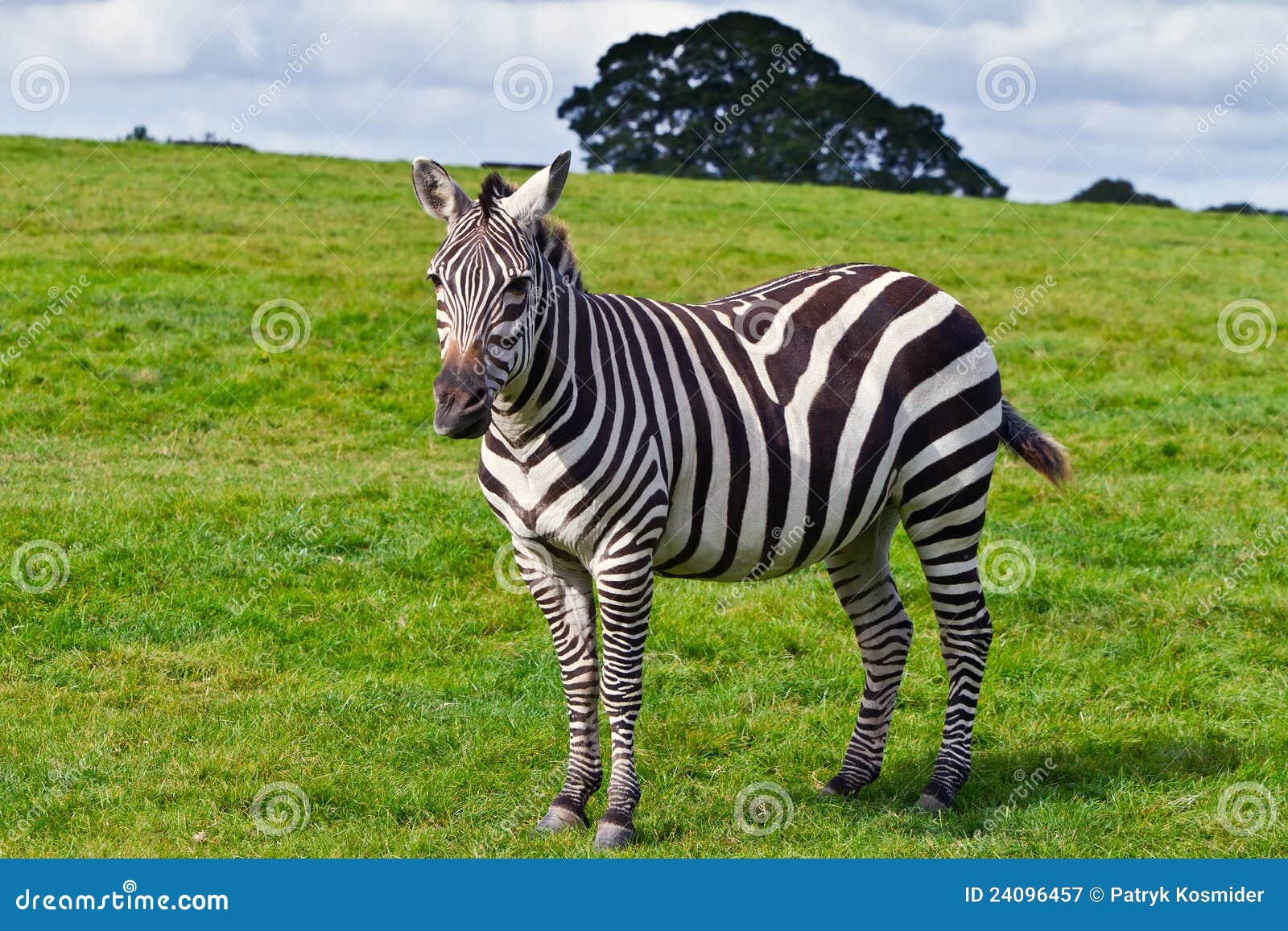 Zebra Nos Animais Selvagens Imagem de Stock - Imagem de ambiente, prado ...