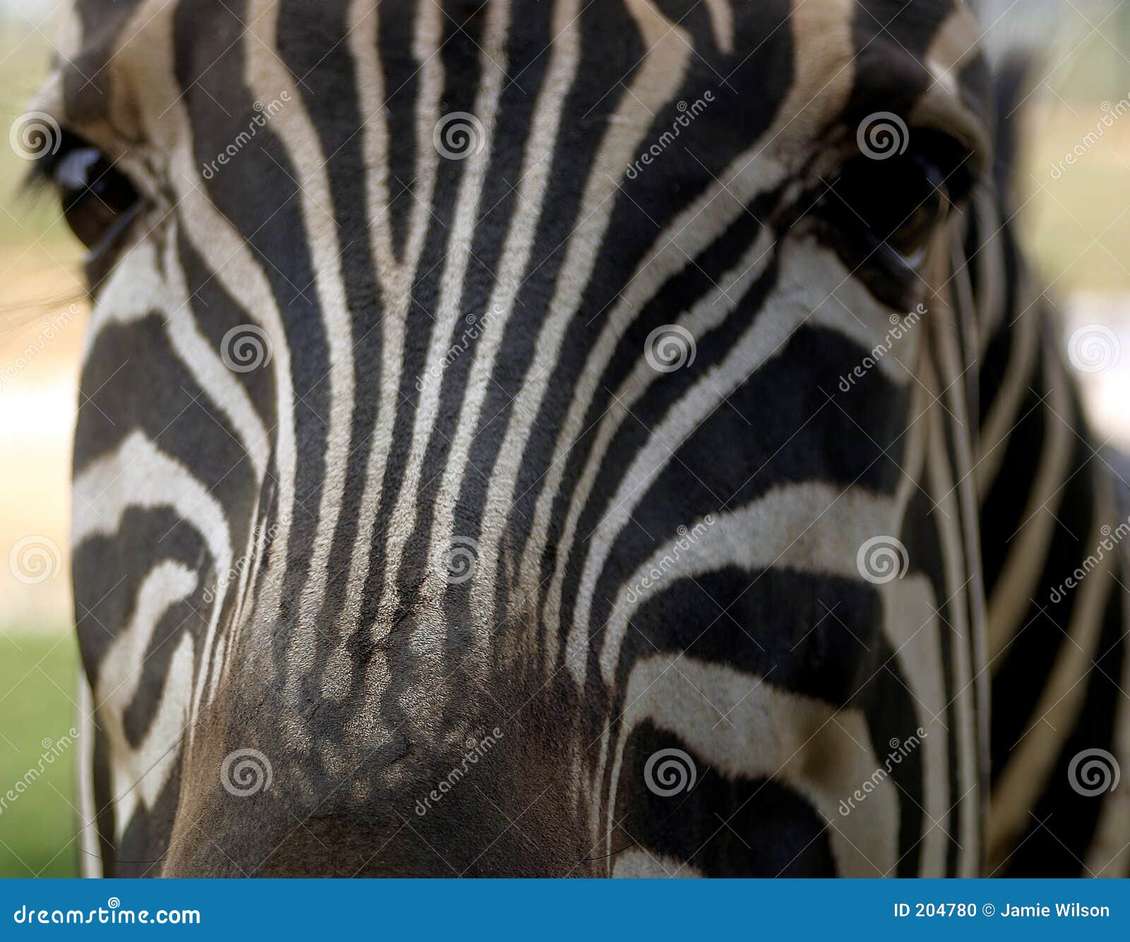 Zebra Nose stock photo. Image of white, africa, zebra, park - 204780