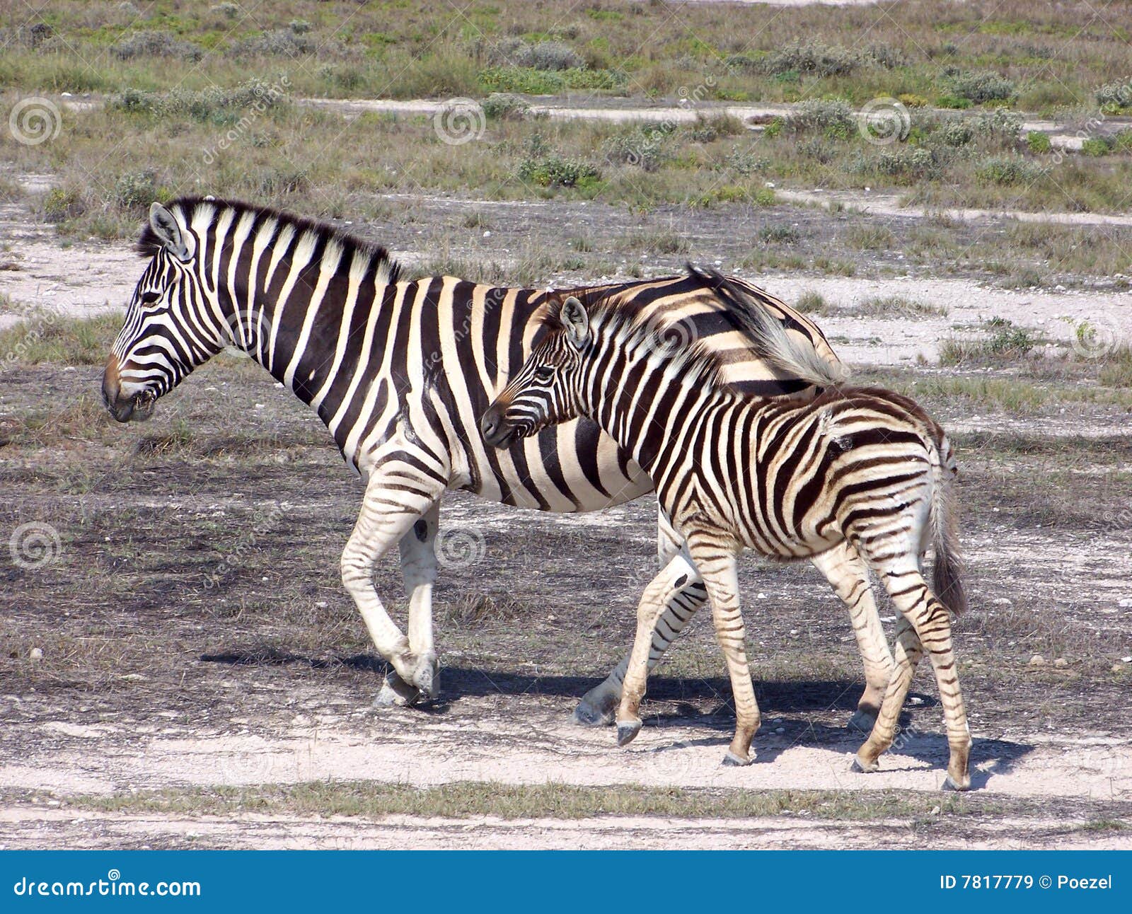 Zebra nova com sua matriz. imagem de stock. Imagem de wildlife - 7817779