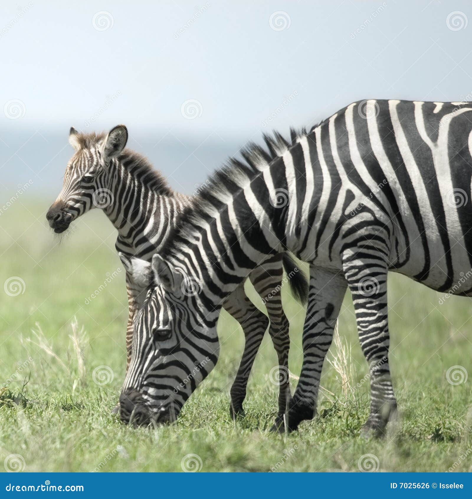 Zebra Nova E Sua Matriz No Serengeti Foto de Stock - Imagem de ...