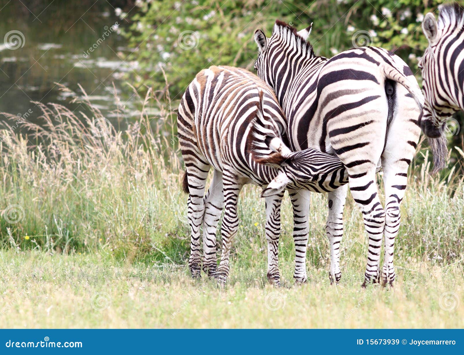 Zebra Nursing her Colt stock image. Image of rear, wildlife - 15673939