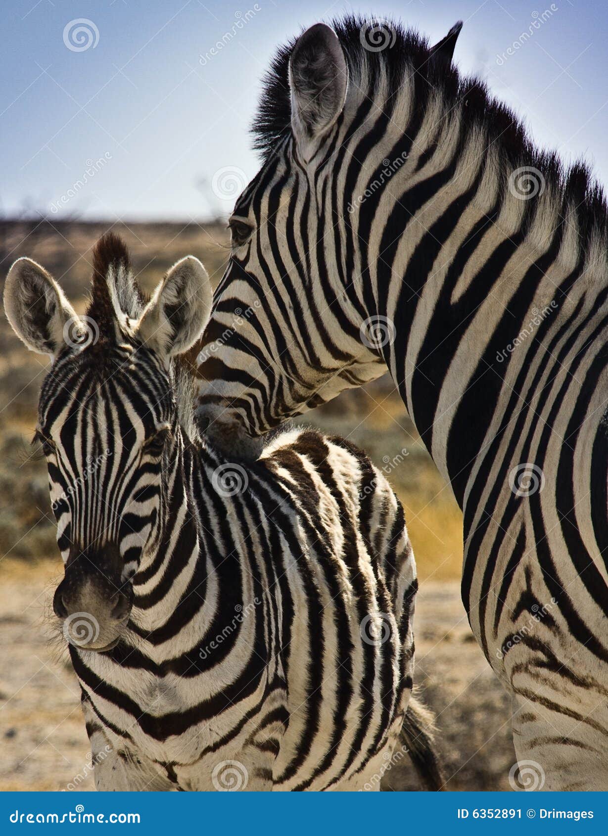 Zebra nuzzling baby stock image. Image of calm, baby, nuzzle - 6352891