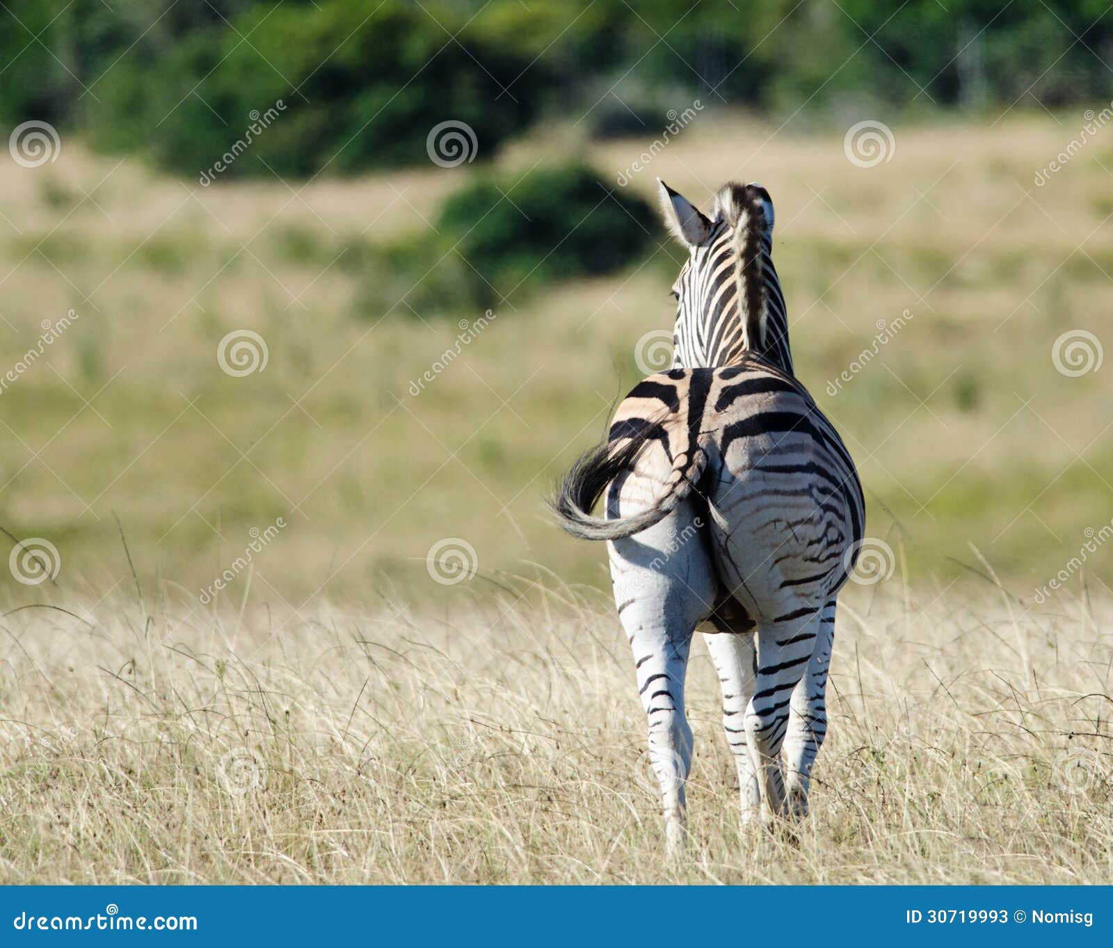 Zebra observing landscape stock image. Image of reserve - 30719993