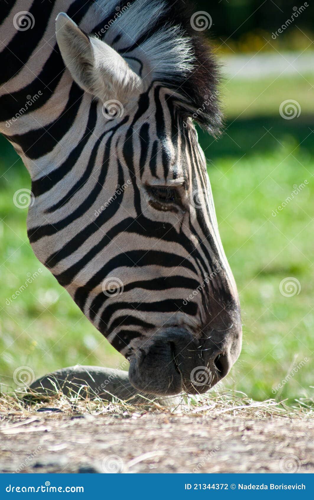 Zebra in Olympic Game Farm stock photo. Image of mane - 21344372