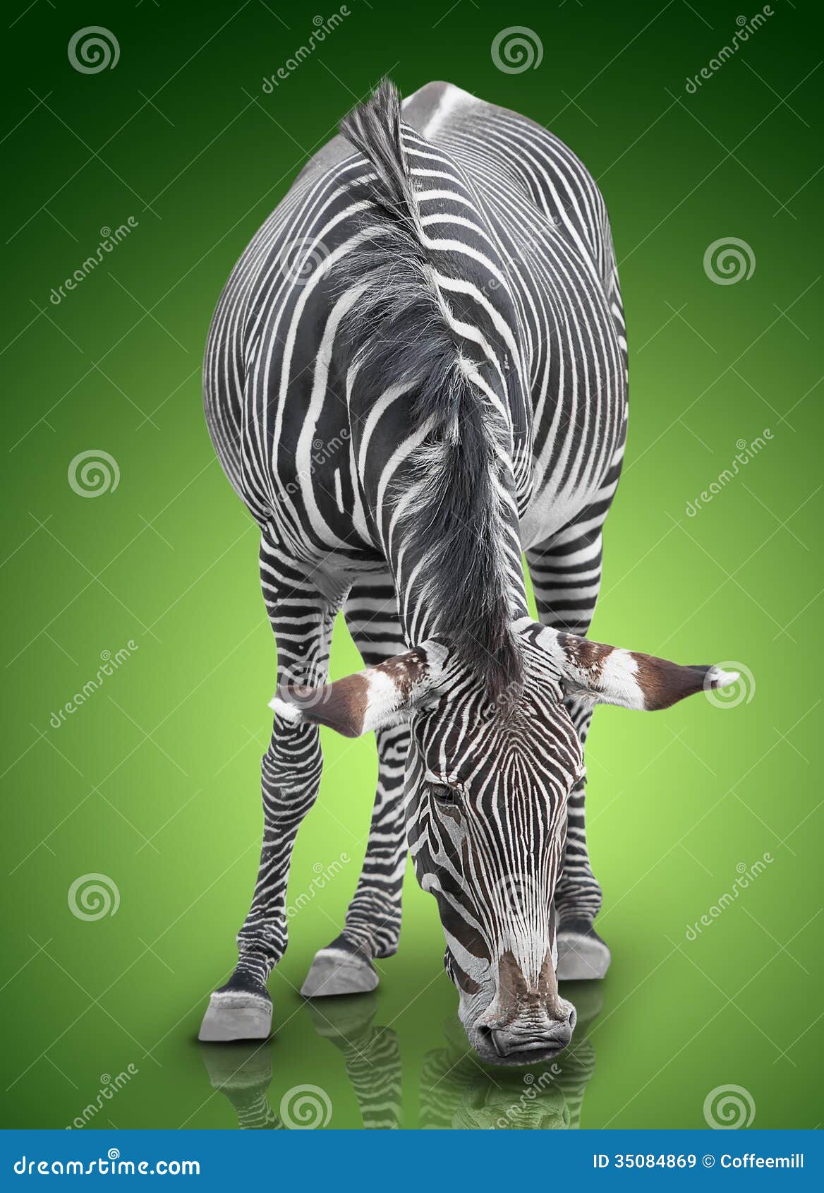 Zebra stock image. Image of strip, wilderness, black - 35084869