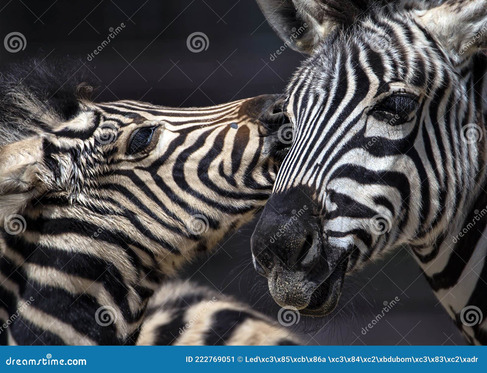 Zebra with cub in detail stock image. Image of whiskers - 222769051