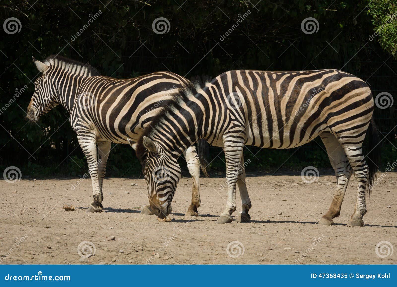 Zebra stock image. Image of park, open, zoology, black - 47368435
