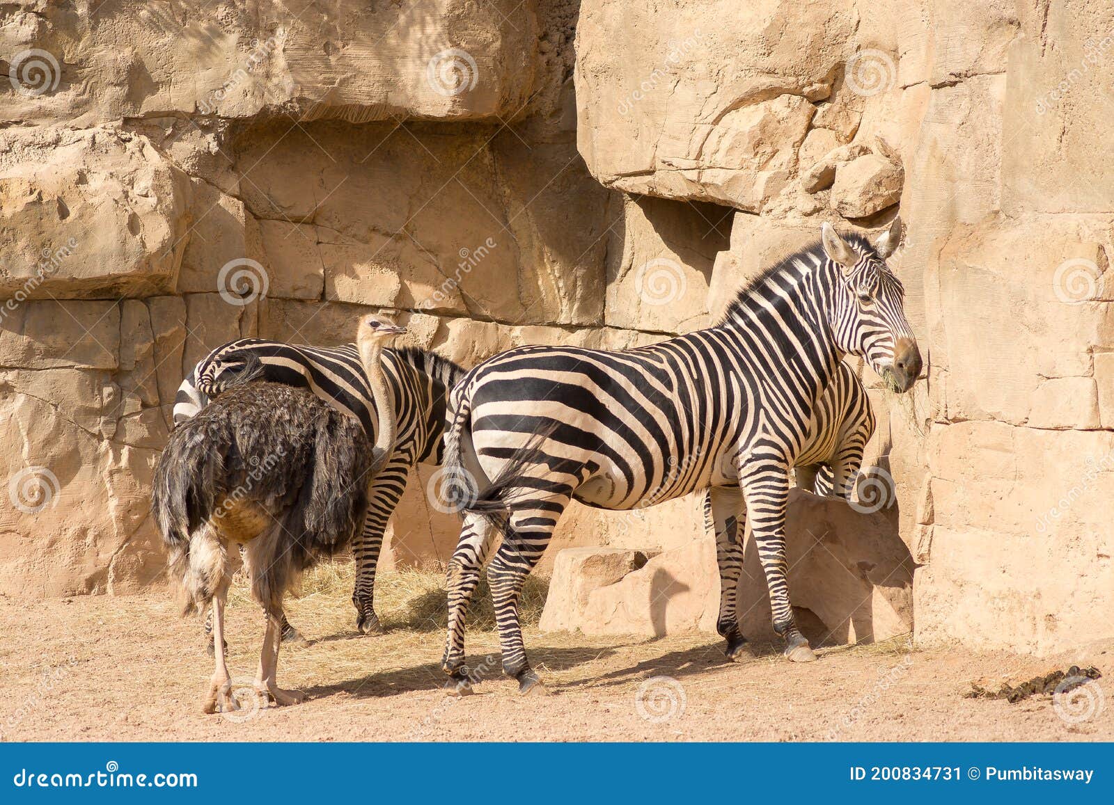 Zebra and Ostrich Group of Animals Stock Image - Image of creature ...