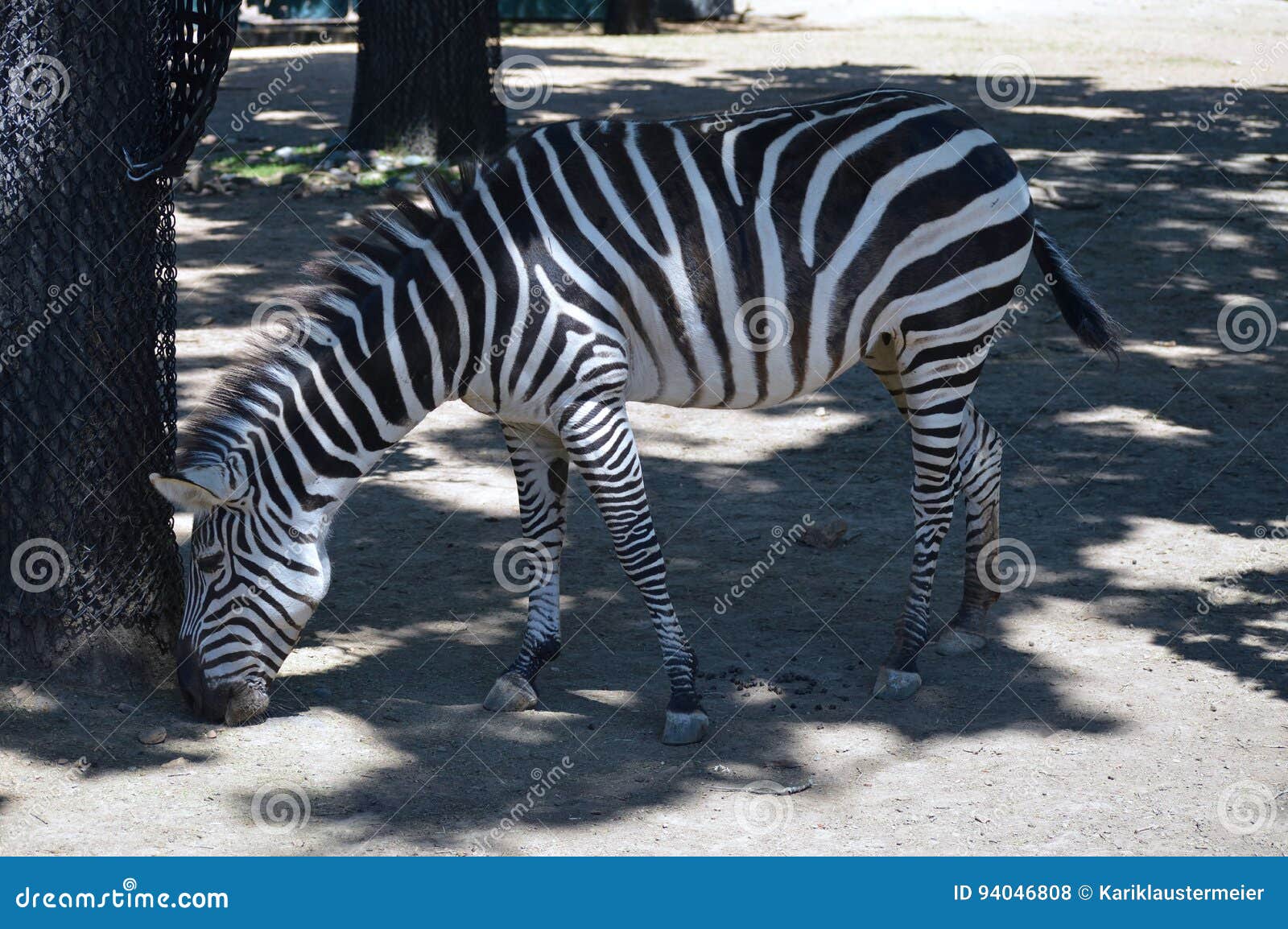 Zebra stock photo. Image of symbol, enrichment, growing - 94046808