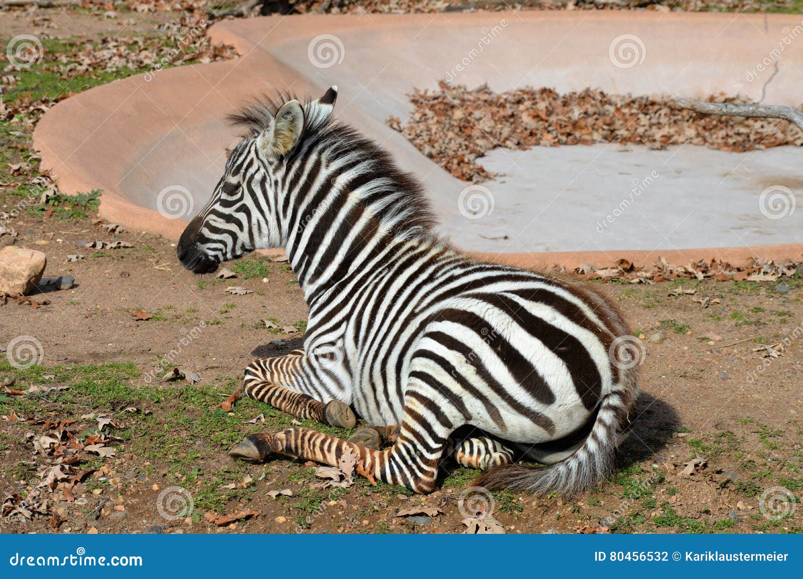 Zebra stock photo. Image of calm, natural, pattern, looking - 80456532