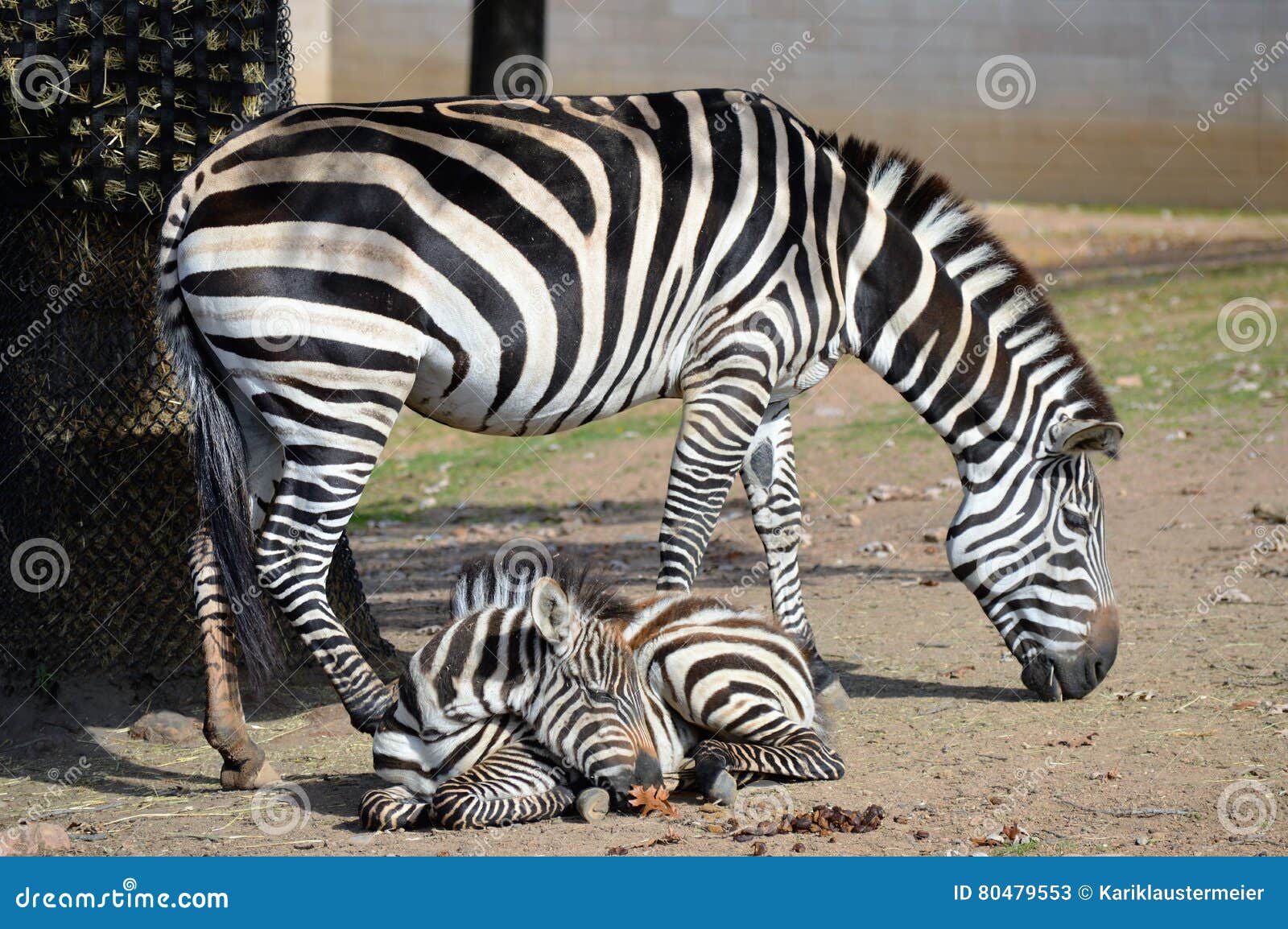 Zebra stock image. Image of backdrop, brown, nature, outside - 80479553
