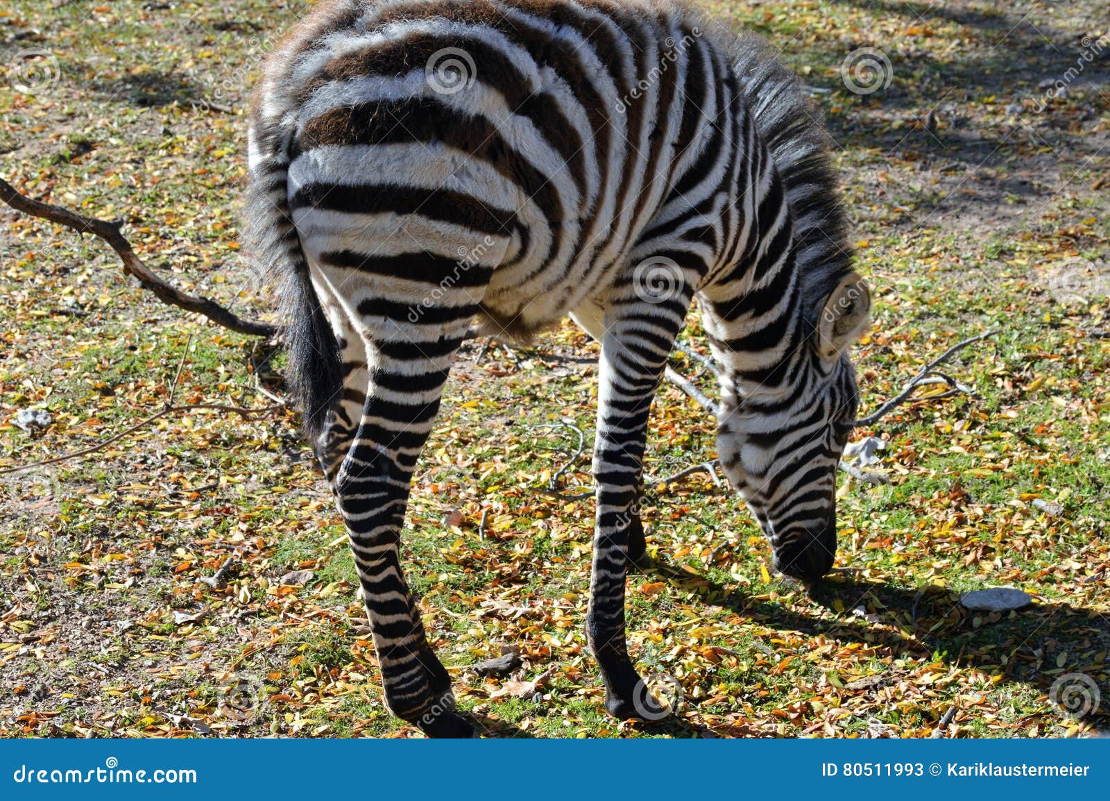 Zebra stock image. Image of cute, adorable, natural, calm - 80511993