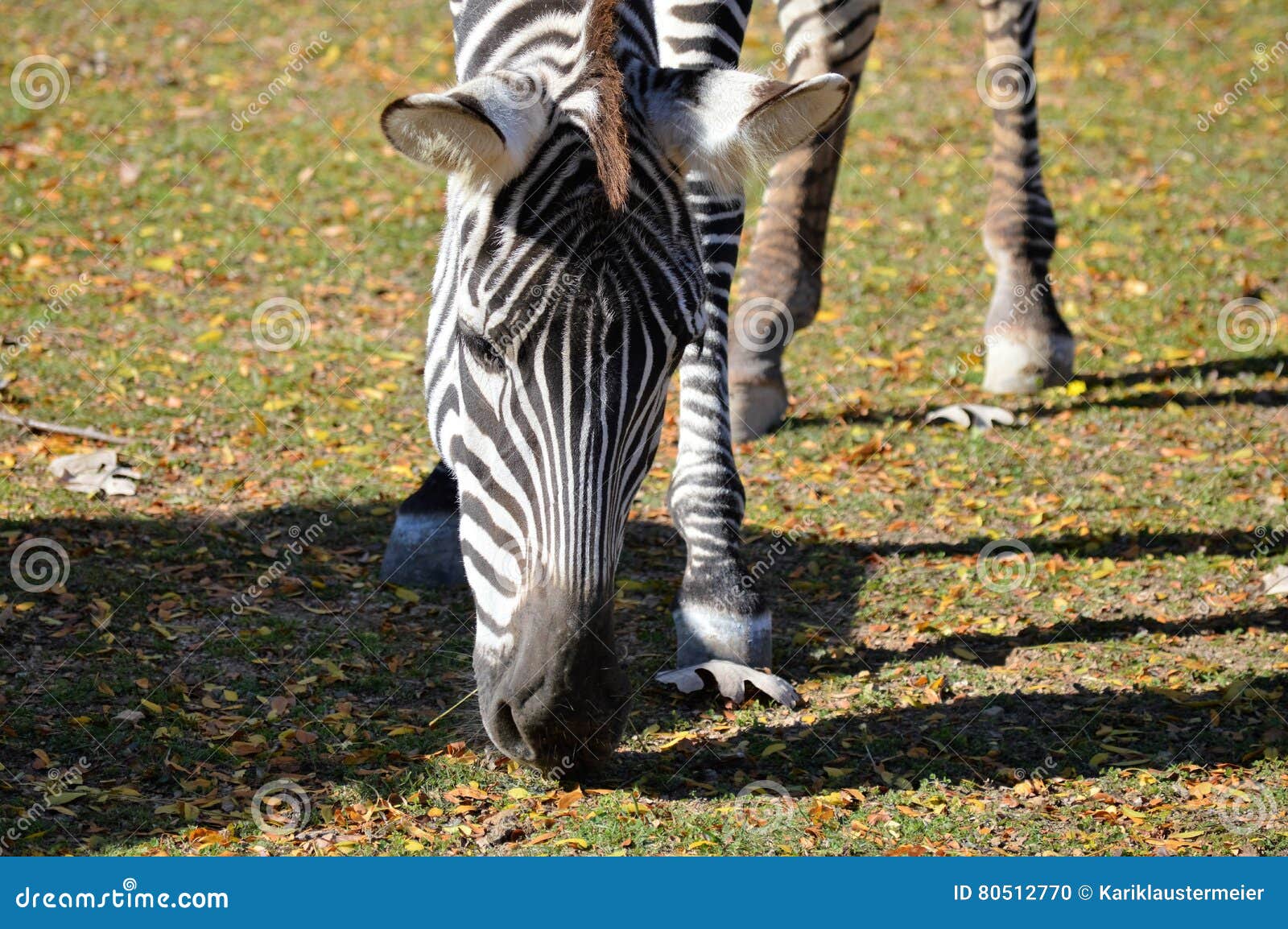 Zebra stock photo. Image of natural, attraction, pattern - 80512770