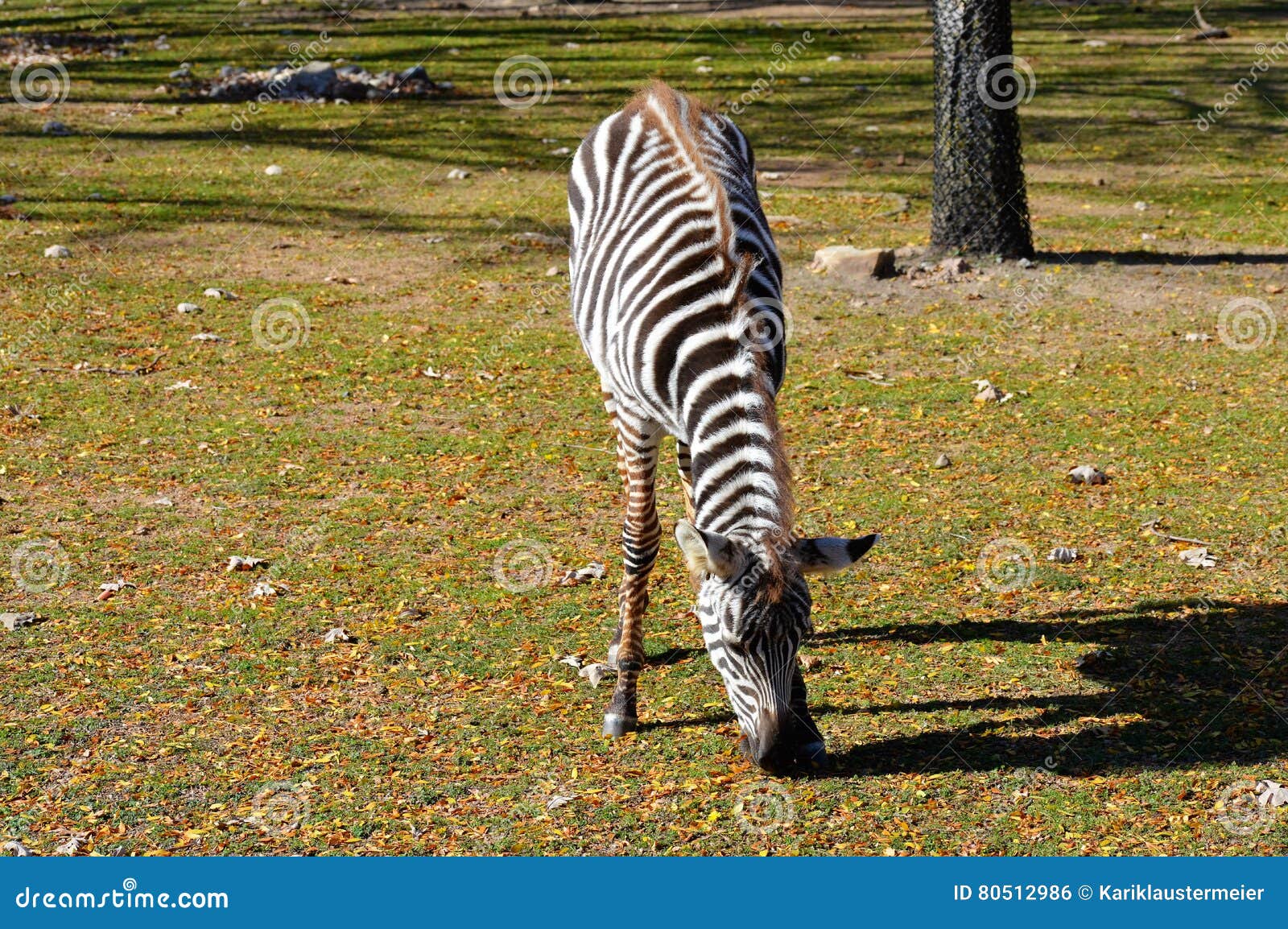 Zebra stock photo. Image of edge, calm, nature, curious - 80512986