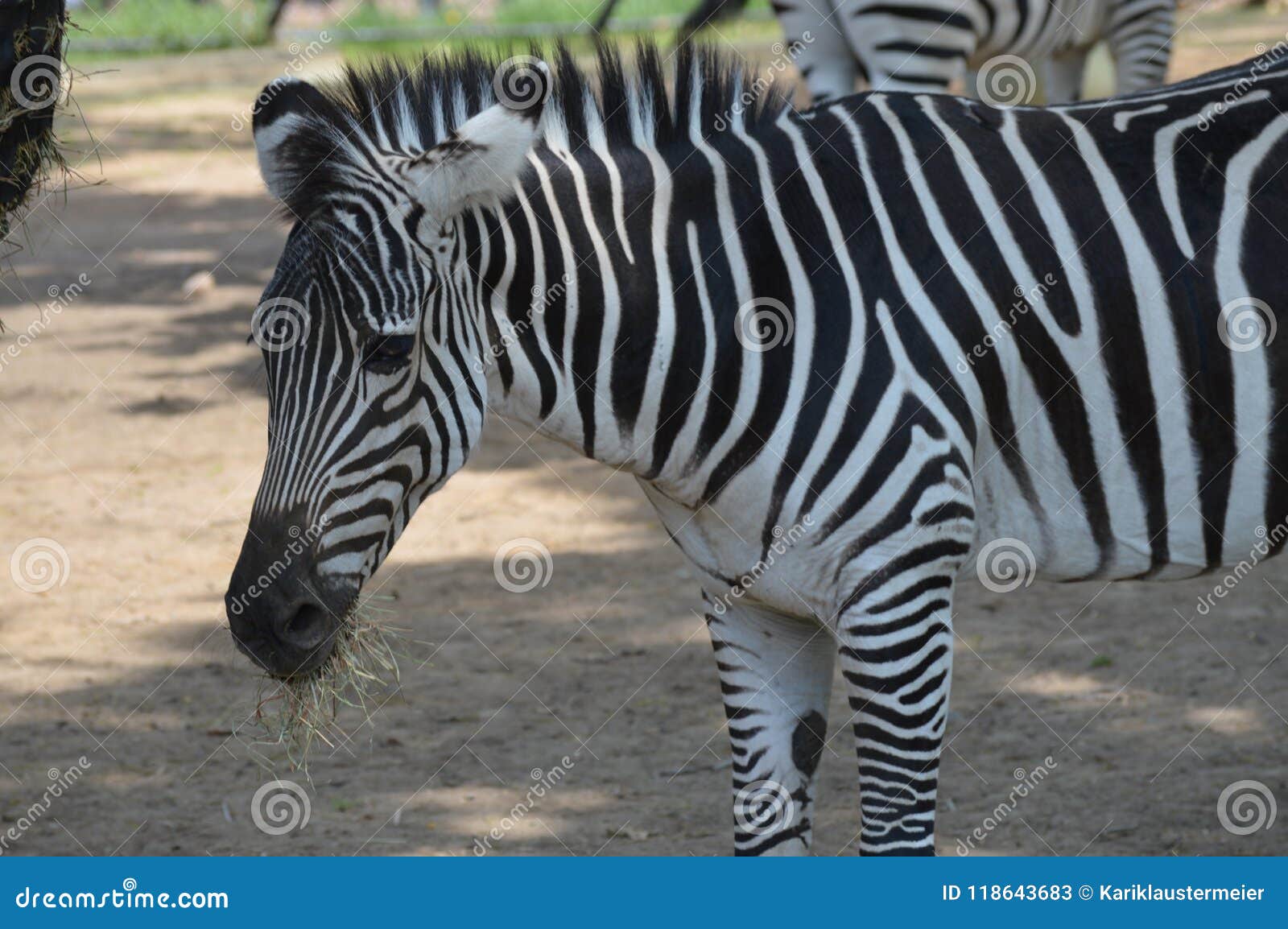 A zebra in the outdoors stock image. Image of close - 118643683