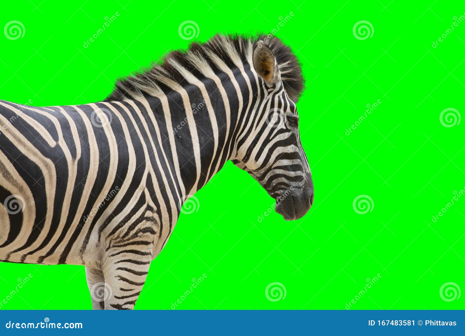Zebra Over Greenscreen As Wildlife Background Stock Image - Image of ...