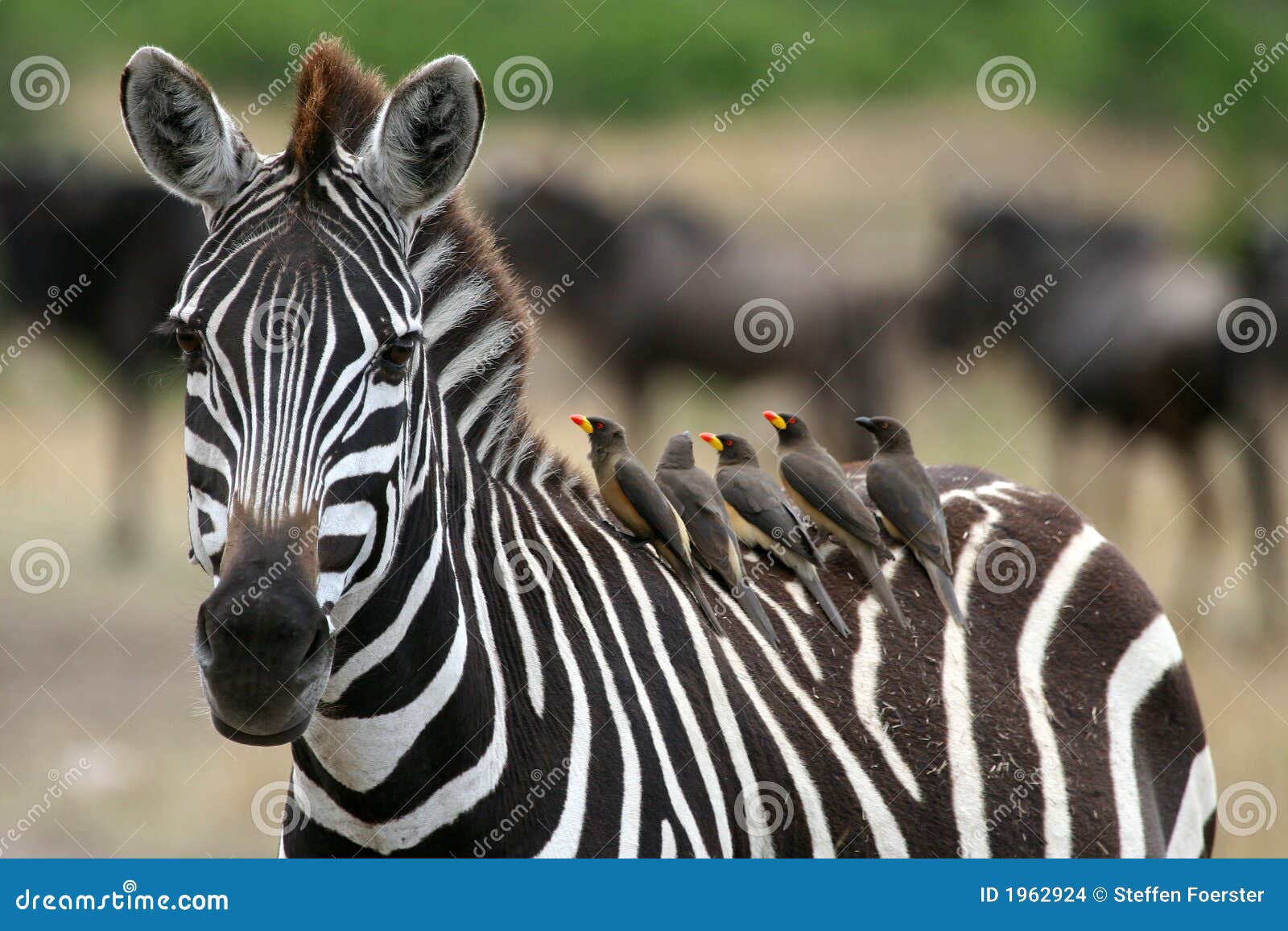 Oxpeckers And Zebras