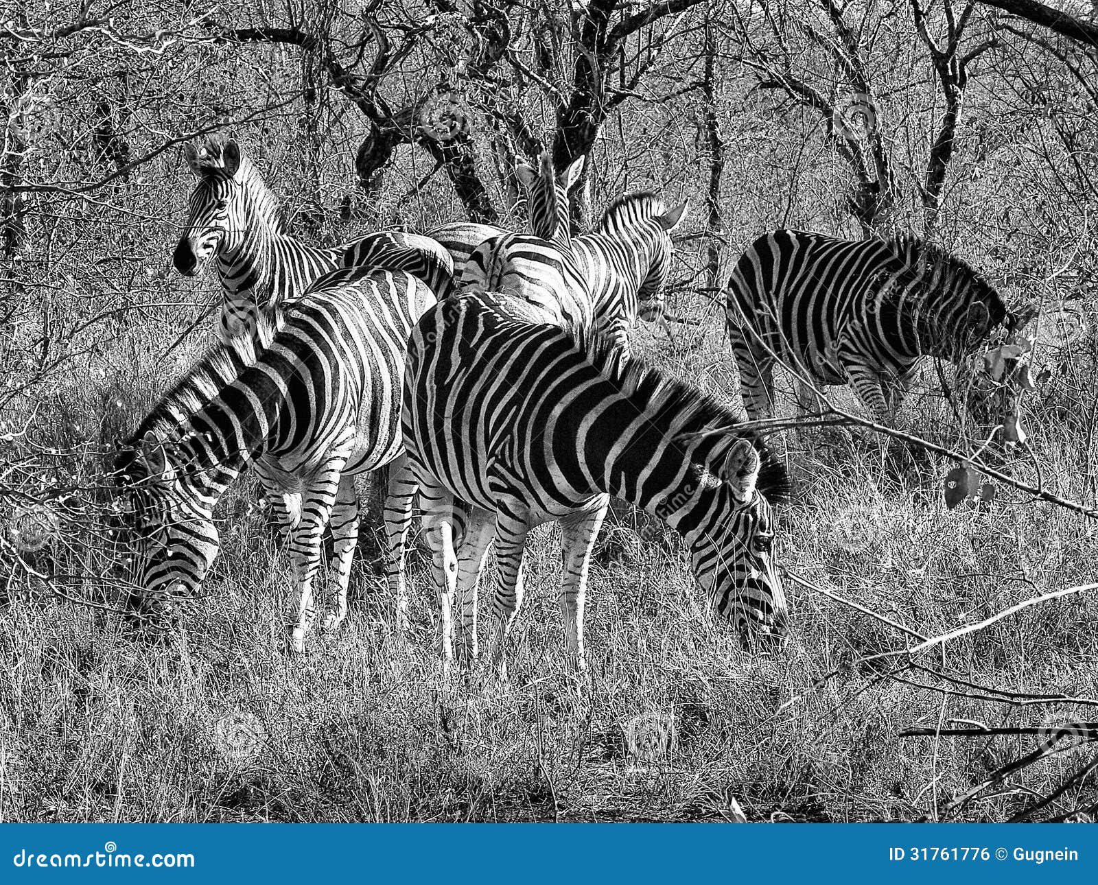 Zebra pack leader stock photo. Image of africa, animals - 31761776