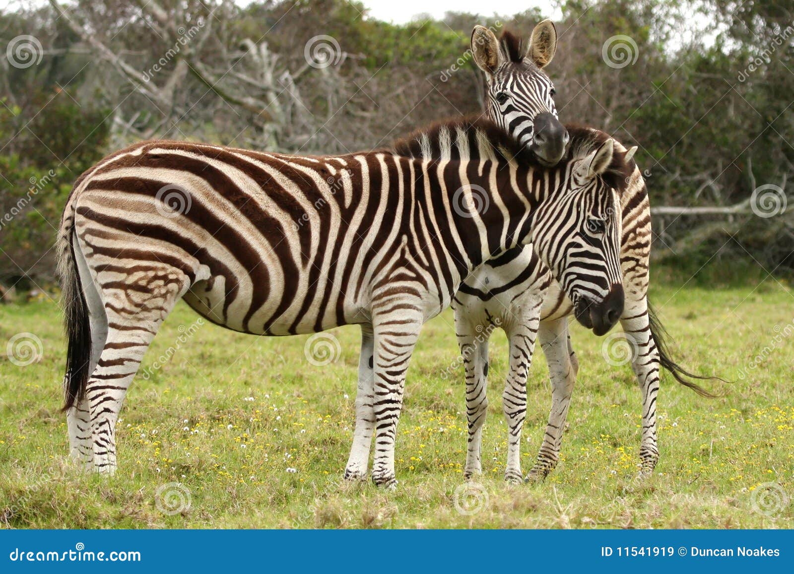 Zebra Pair stock image. Image of plains, nature, herbivorous - 11541919