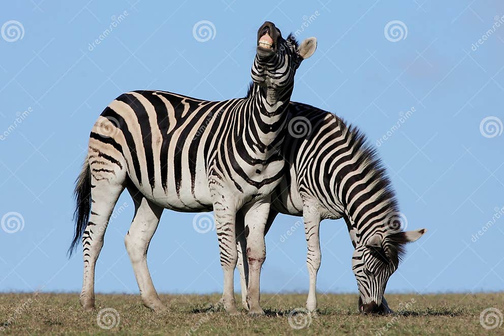Zebra Pair stock image. Image of fauna, texture, pair - 12804525