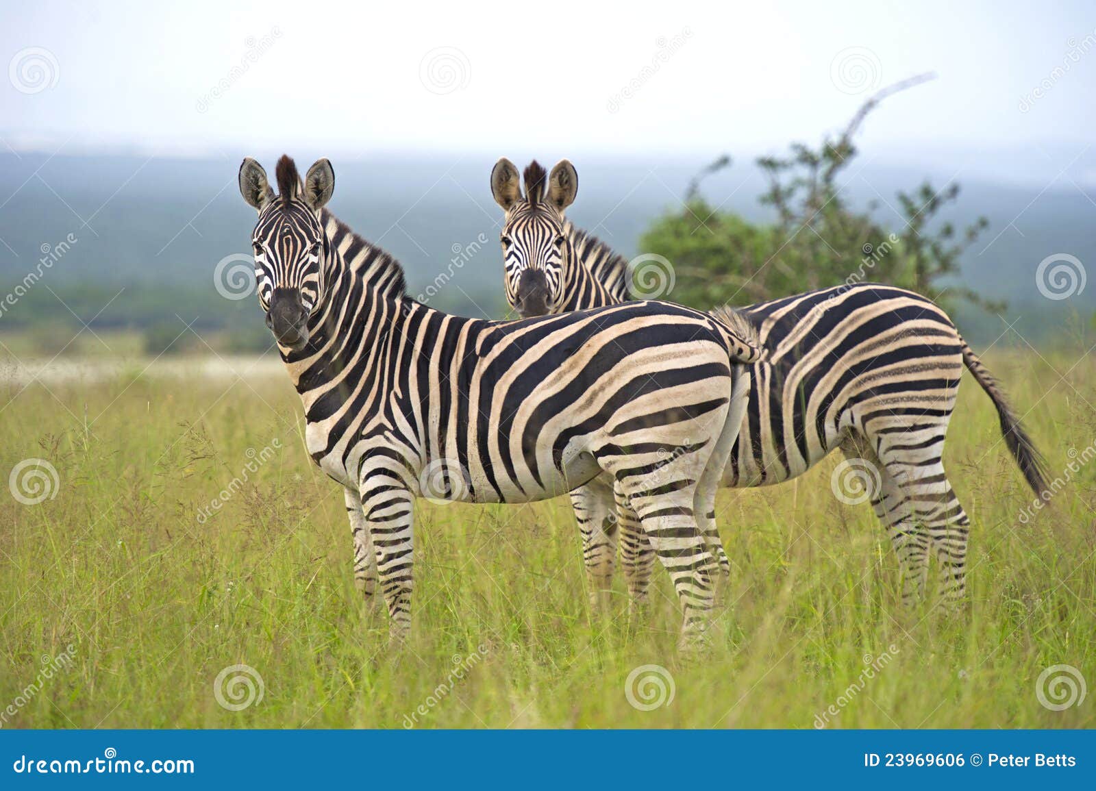 Zebra Pair stock photo. Image of pair, savannah, cloudy - 23969606