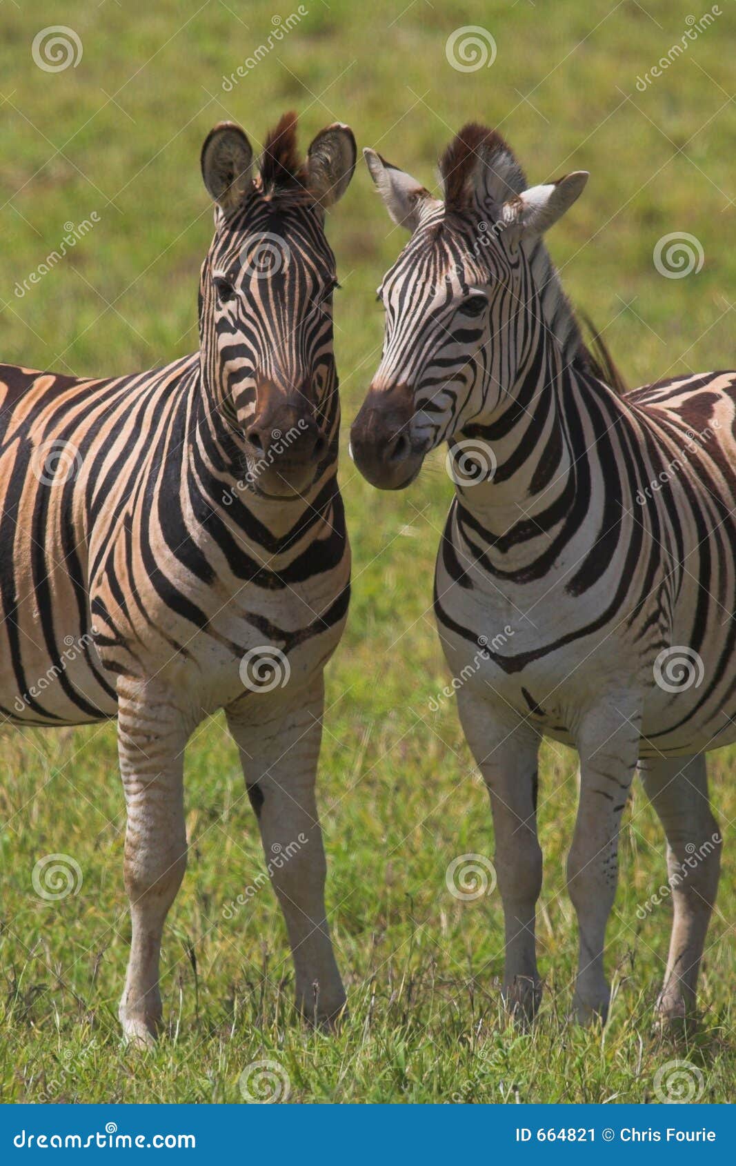 Zebra Pair stock image. Image of addo, mammals, national - 664821