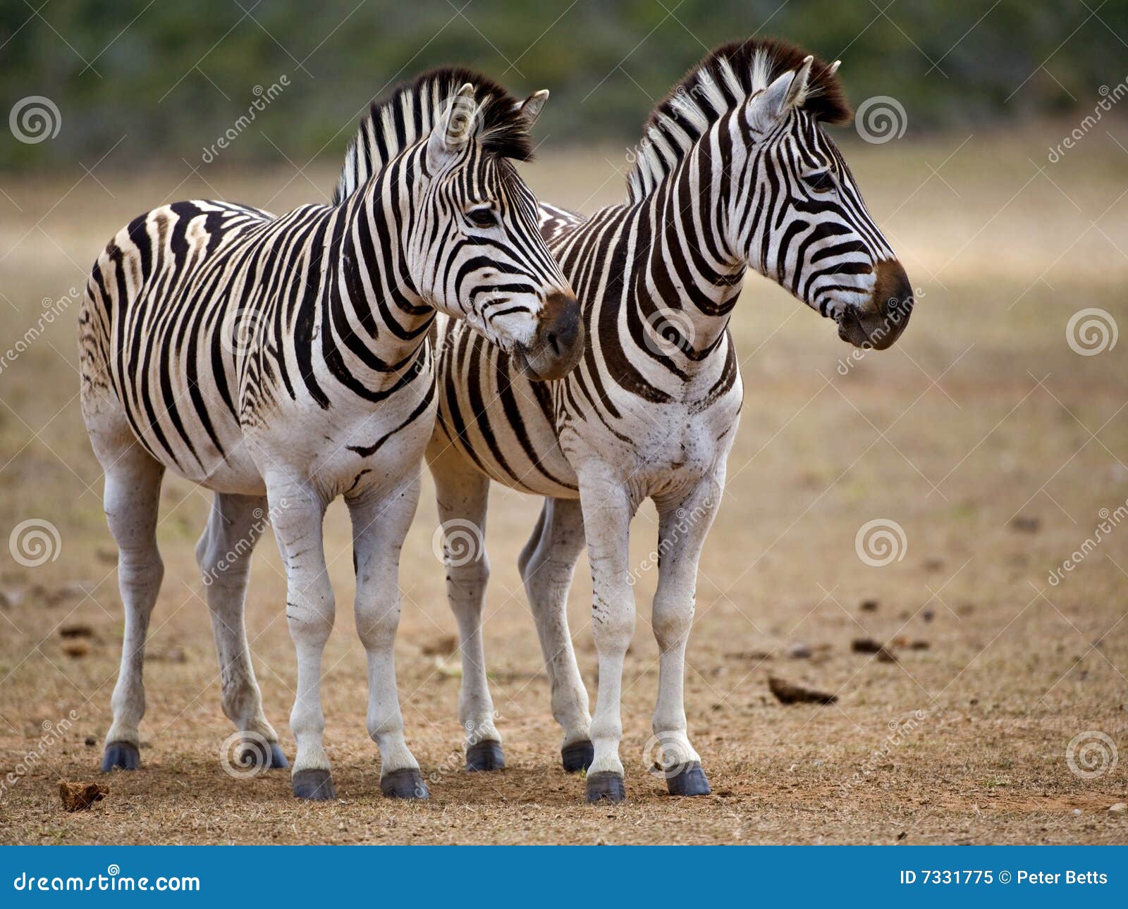 Zebra Pair stock image. Image of park, strong, south, couple - 7331775