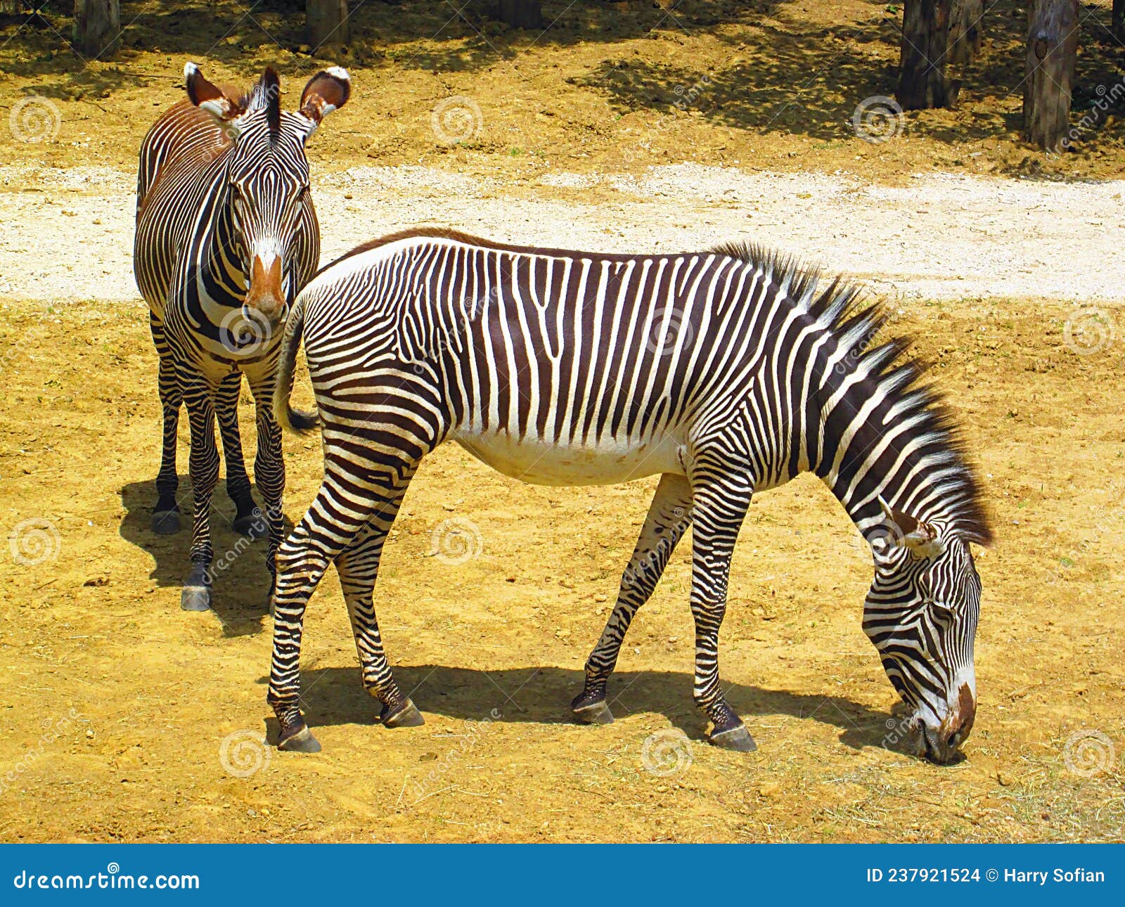 Zebra in zoo editorial stock image. Image of lion, cute - 237921524