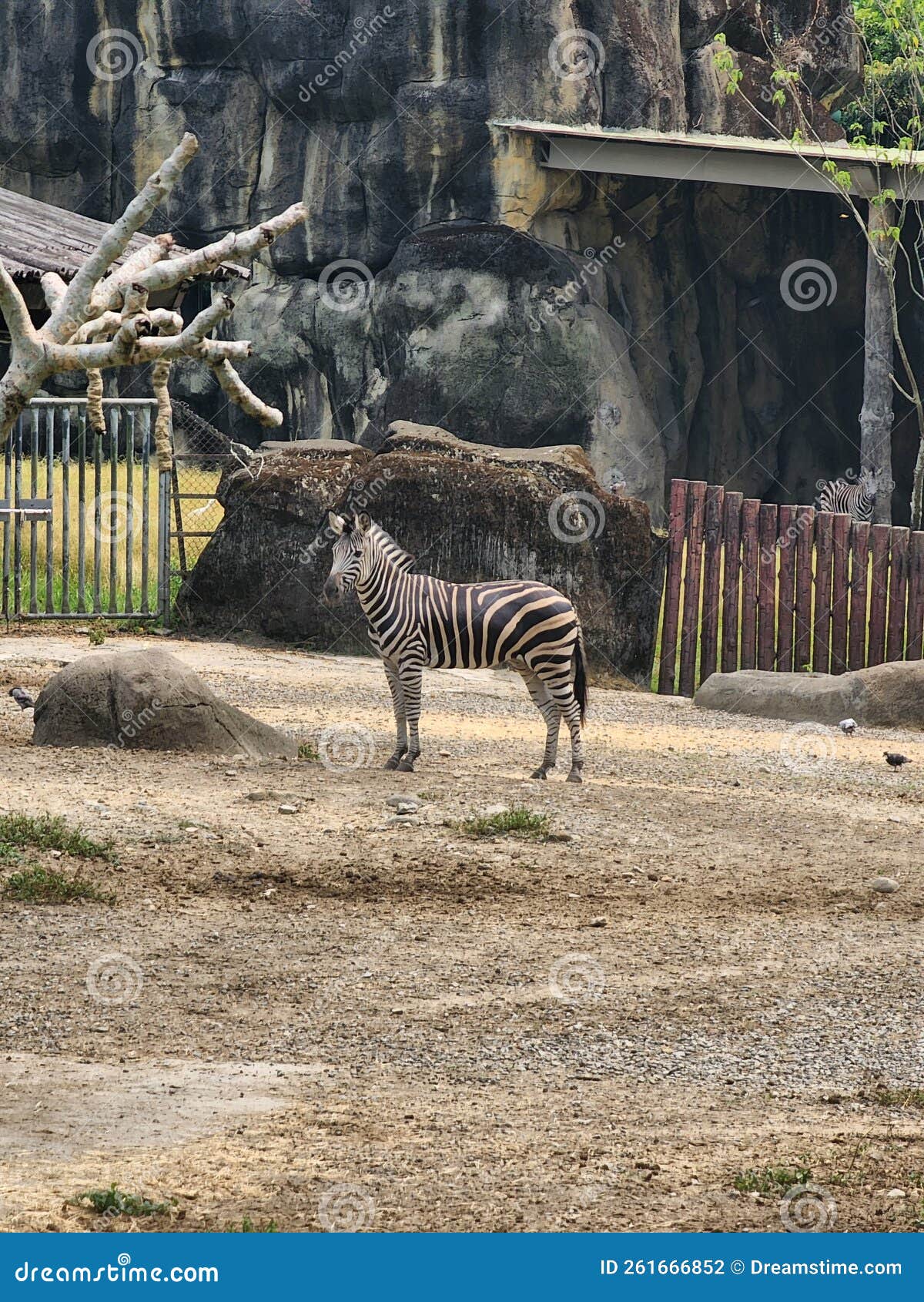 Zebra at the park stock photo. Image of iron, rock, wood - 261666852