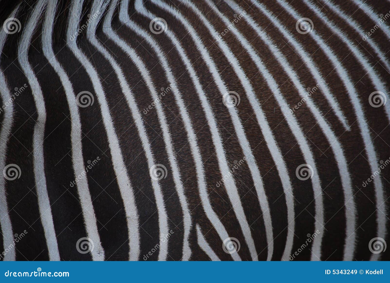 Zebra Pattern stock image. Image of crazy, background - 5343249