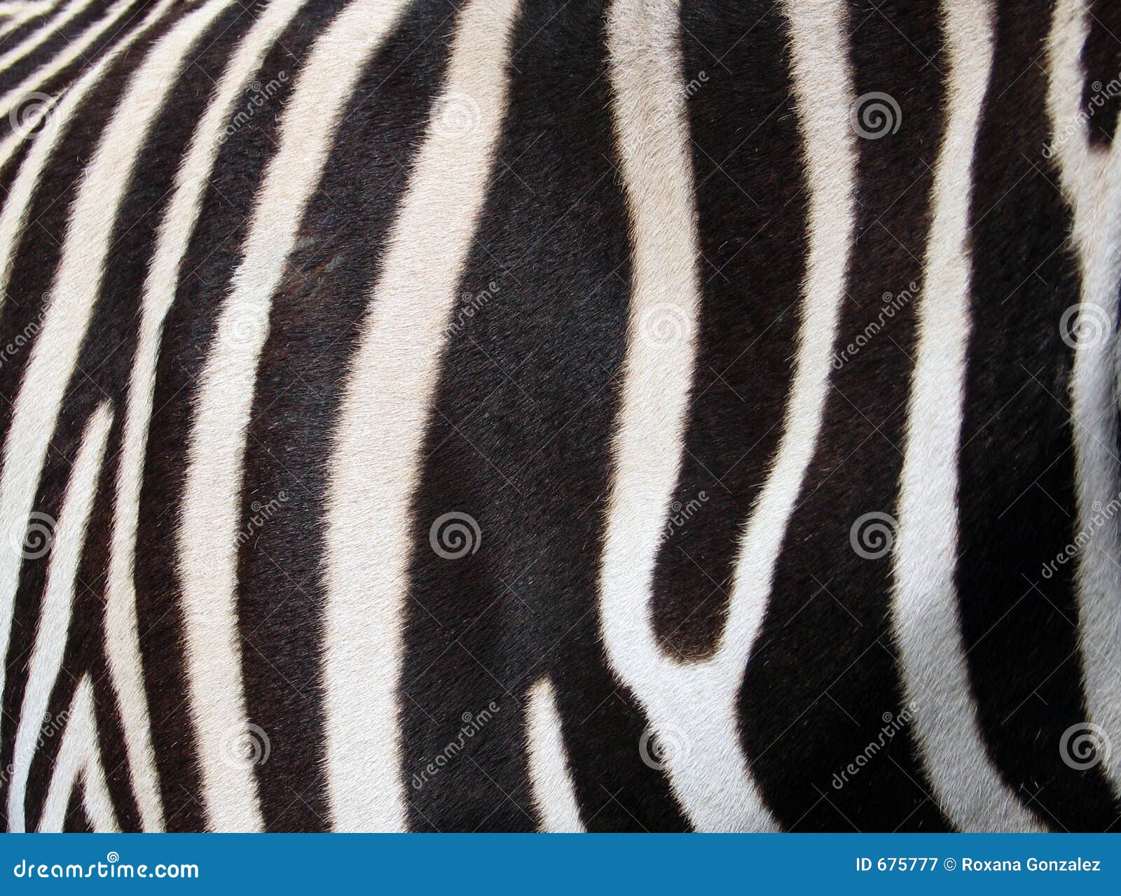 Zebra pattern stock image. Image of zebras, life, pattern - 675777