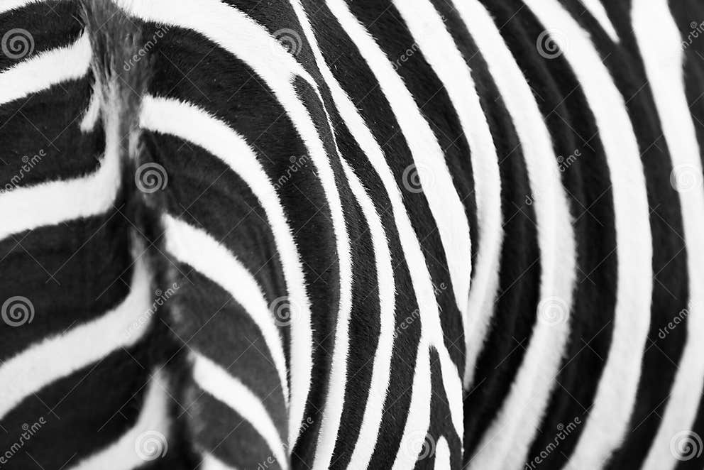 Zebra pattern stock image. Image of animal, isolated - 37137167